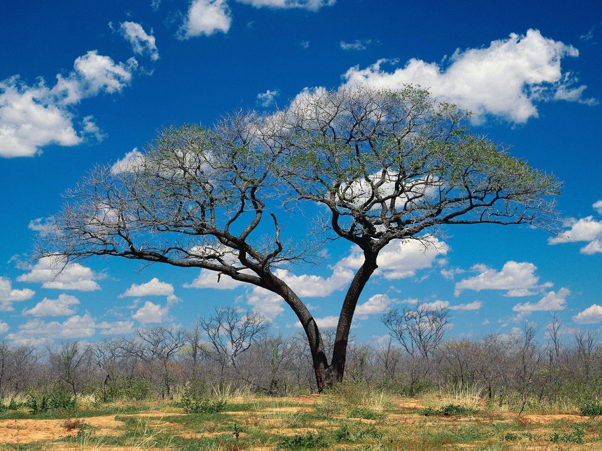 Botswana Wallpapers - Top Free Botswana Backgrounds - WallpaperAccess