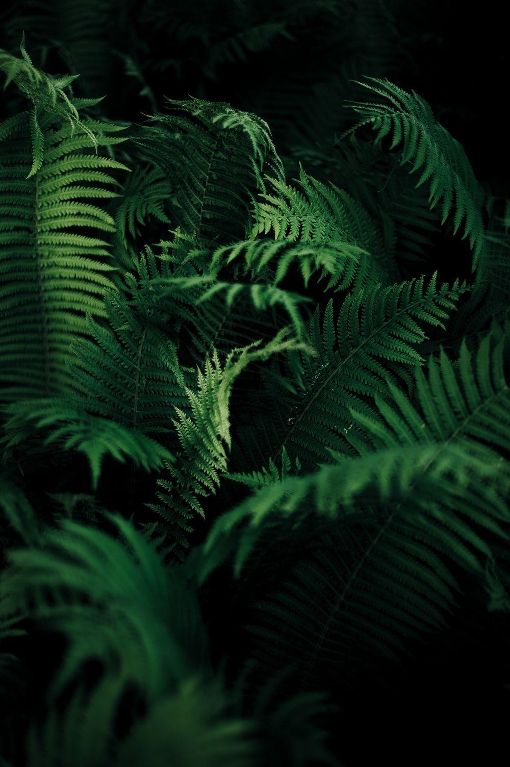 Ferns Wallpapers - Top Free Ferns Backgrounds - WallpaperAccess