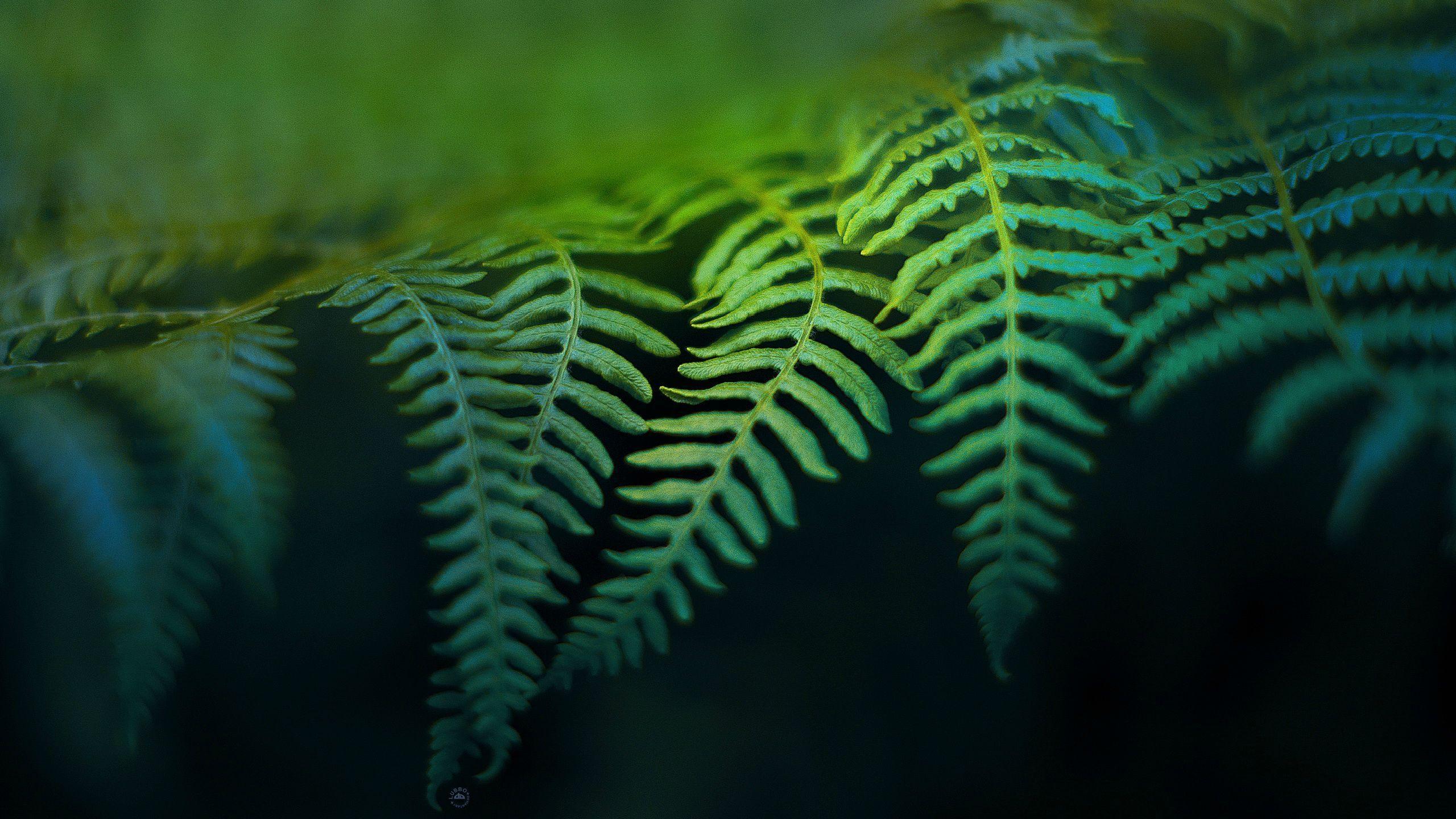 Ferns Wallpapers - Top Free Ferns Backgrounds - WallpaperAccess