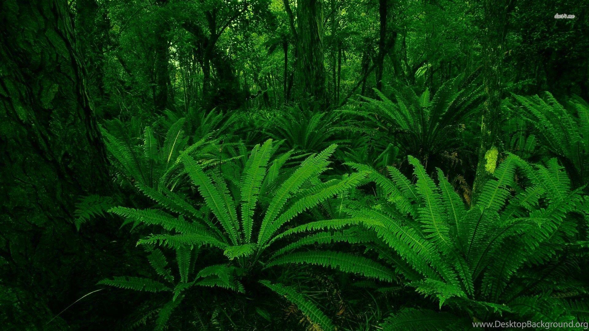 Ferns Wallpapers - Top Free Ferns Backgrounds - WallpaperAccess