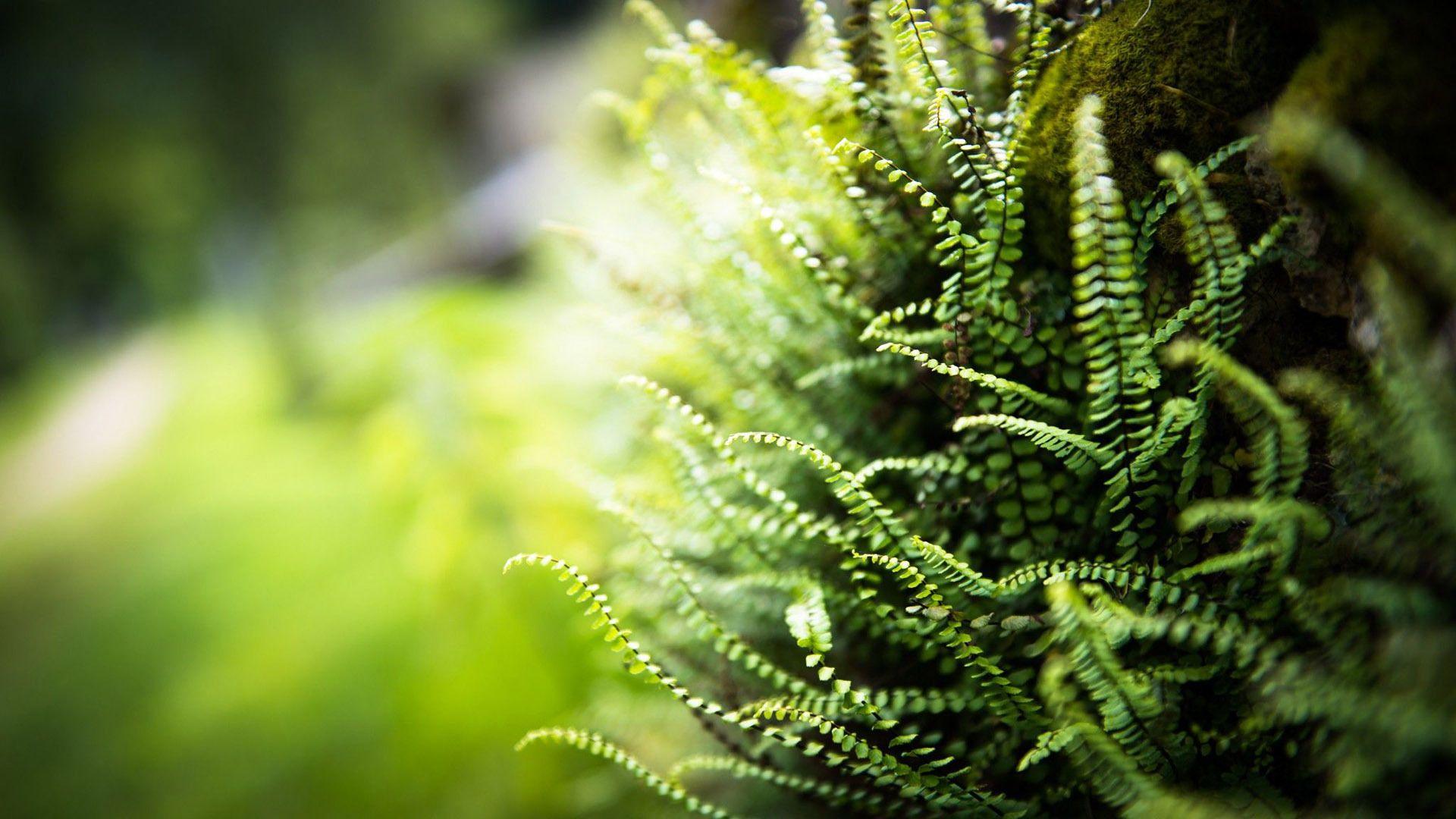 Ferns Wallpapers - Top Free Ferns Backgrounds - WallpaperAccess