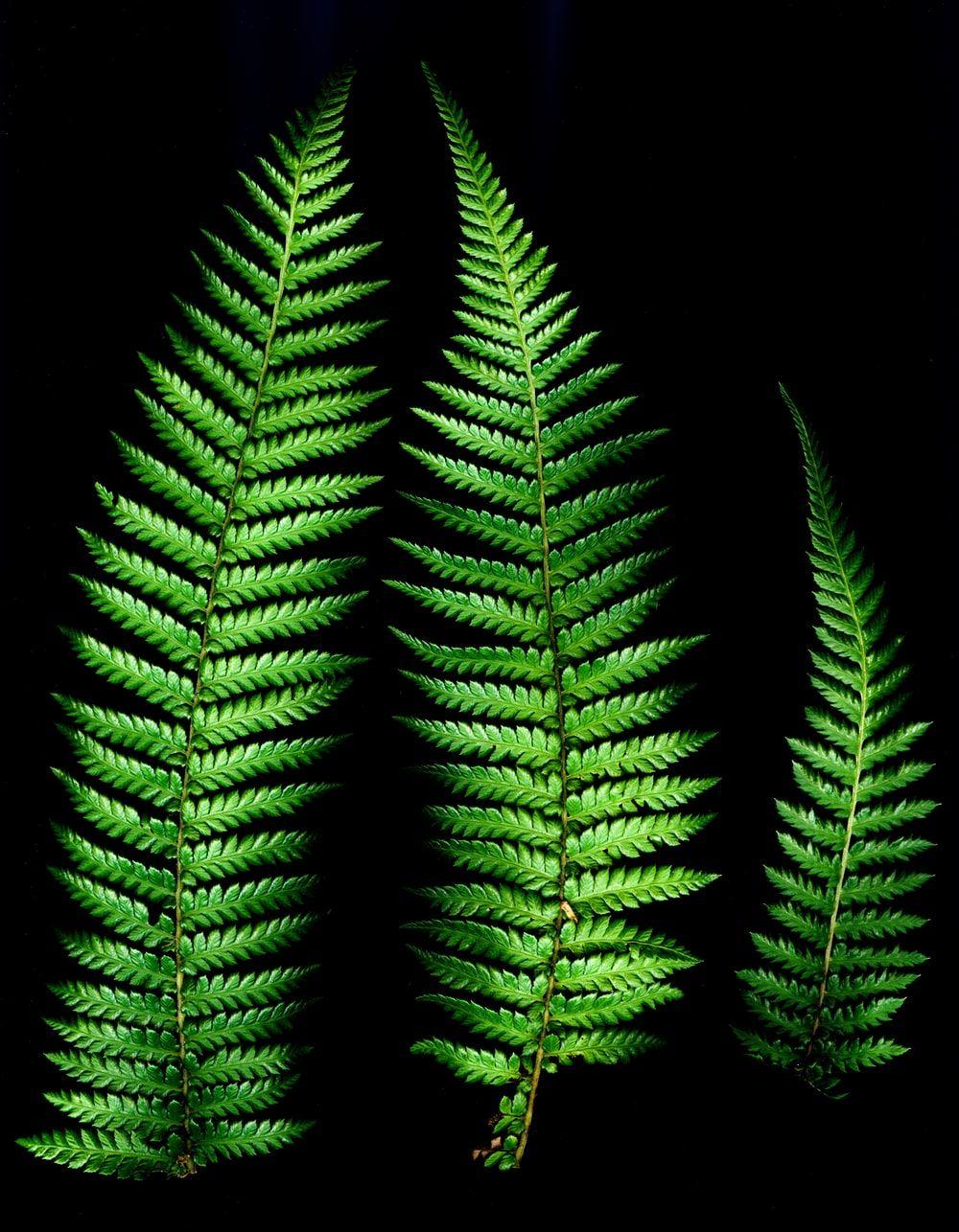 Ferns Wallpapers - Top Free Ferns Backgrounds - WallpaperAccess