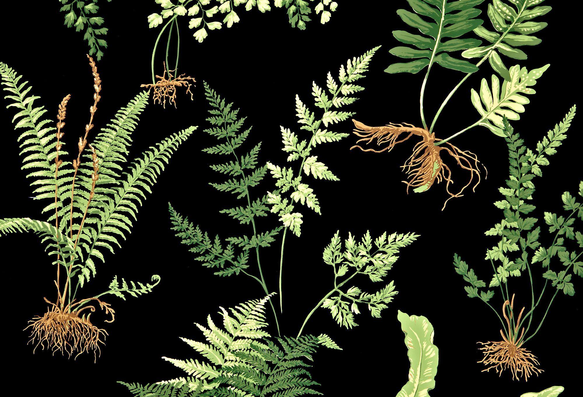 Ferns Wallpapers - Top Free Ferns Backgrounds - WallpaperAccess