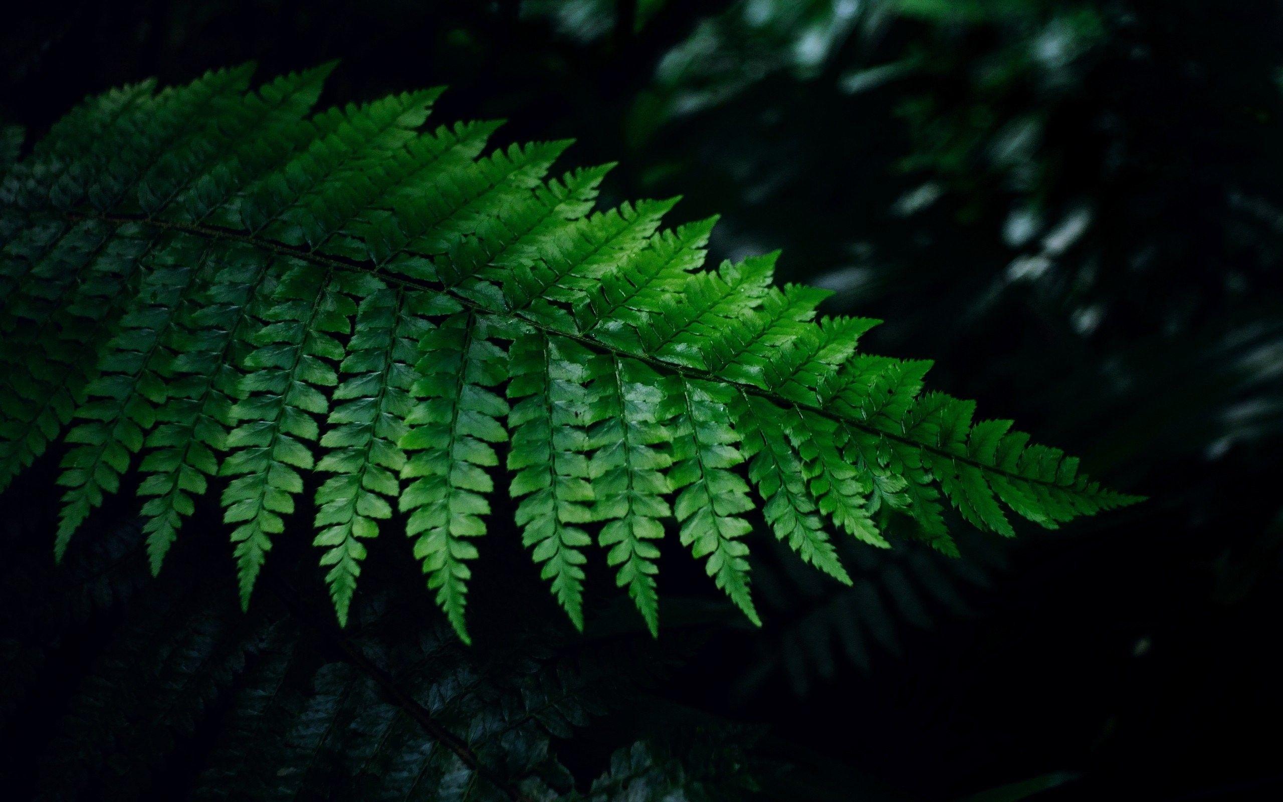 Ferns Wallpapers - Top Free Ferns Backgrounds - WallpaperAccess