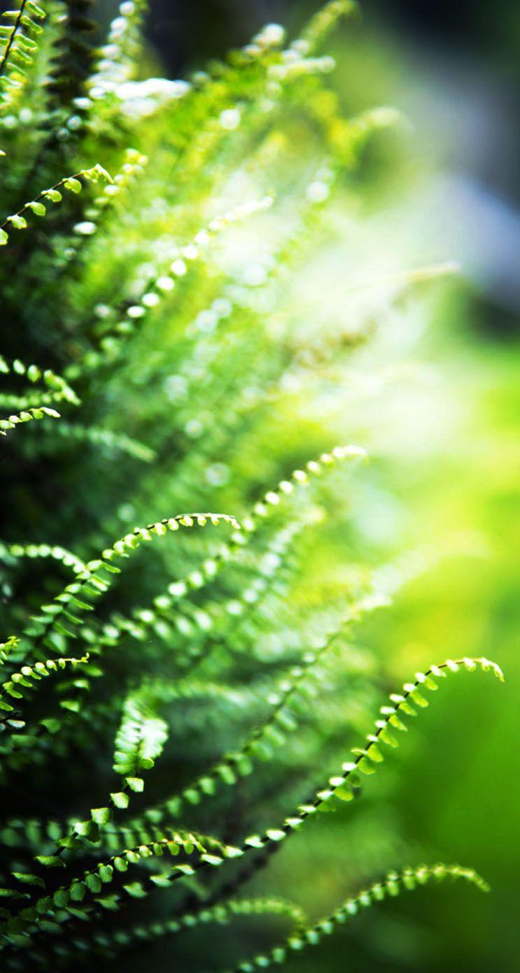Ferns Wallpapers - Top Free Ferns Backgrounds - WallpaperAccess