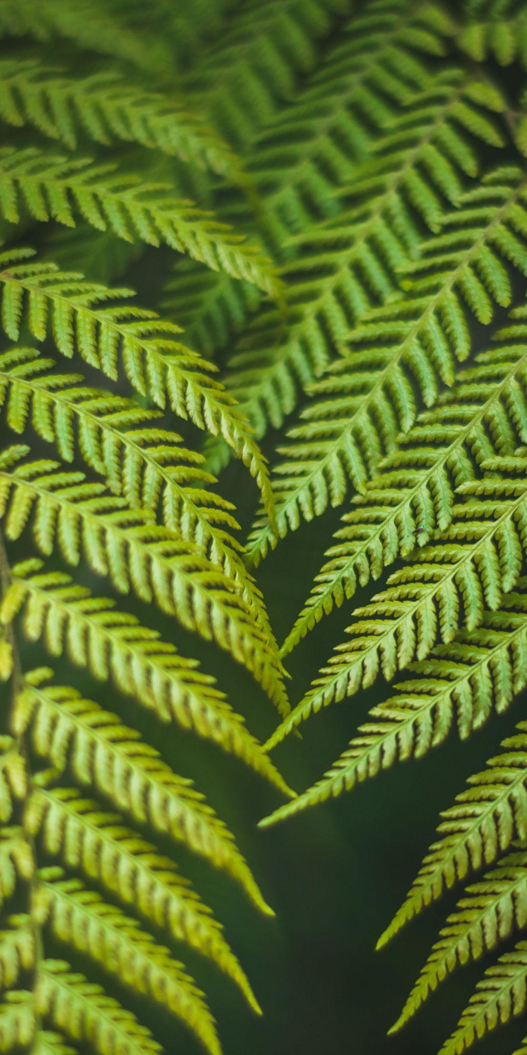Ferns Wallpapers - Top Free Ferns Backgrounds - WallpaperAccess