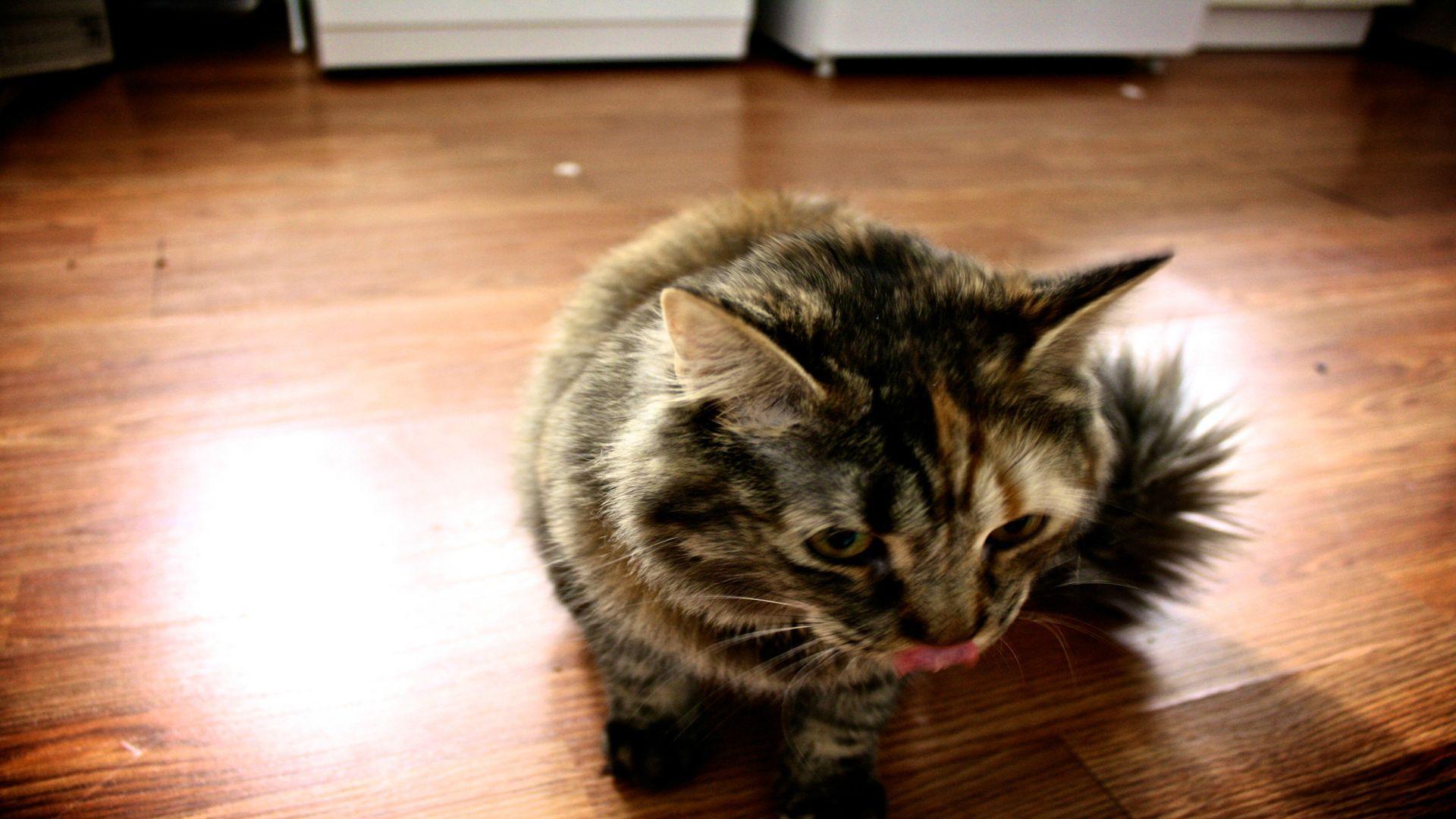 Epic Cat Wallpapers - Top Free Epic Cat Backgrounds - WallpaperAccess