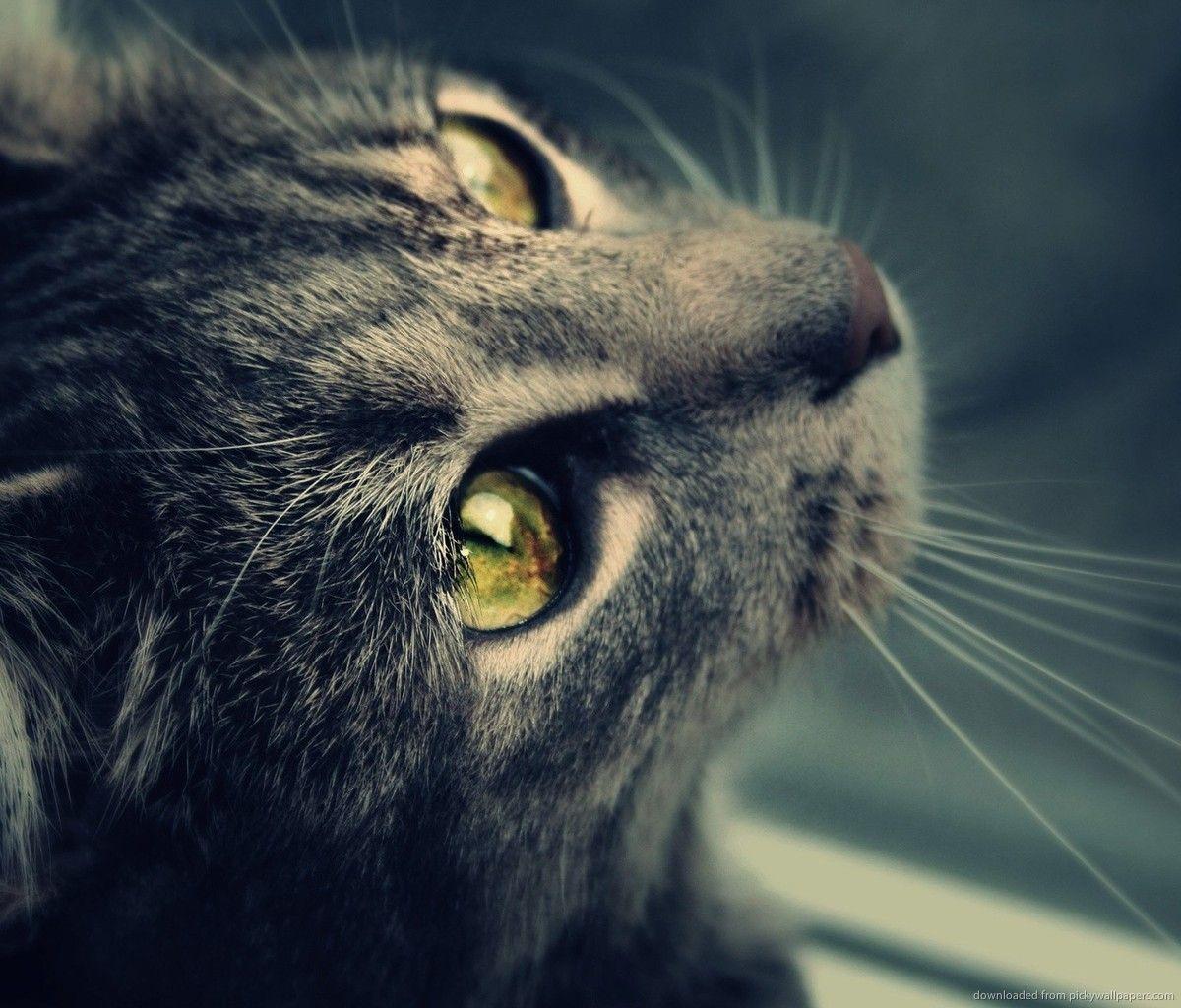 Epic Cat Wallpapers - Top Free Epic Cat Backgrounds - WallpaperAccess