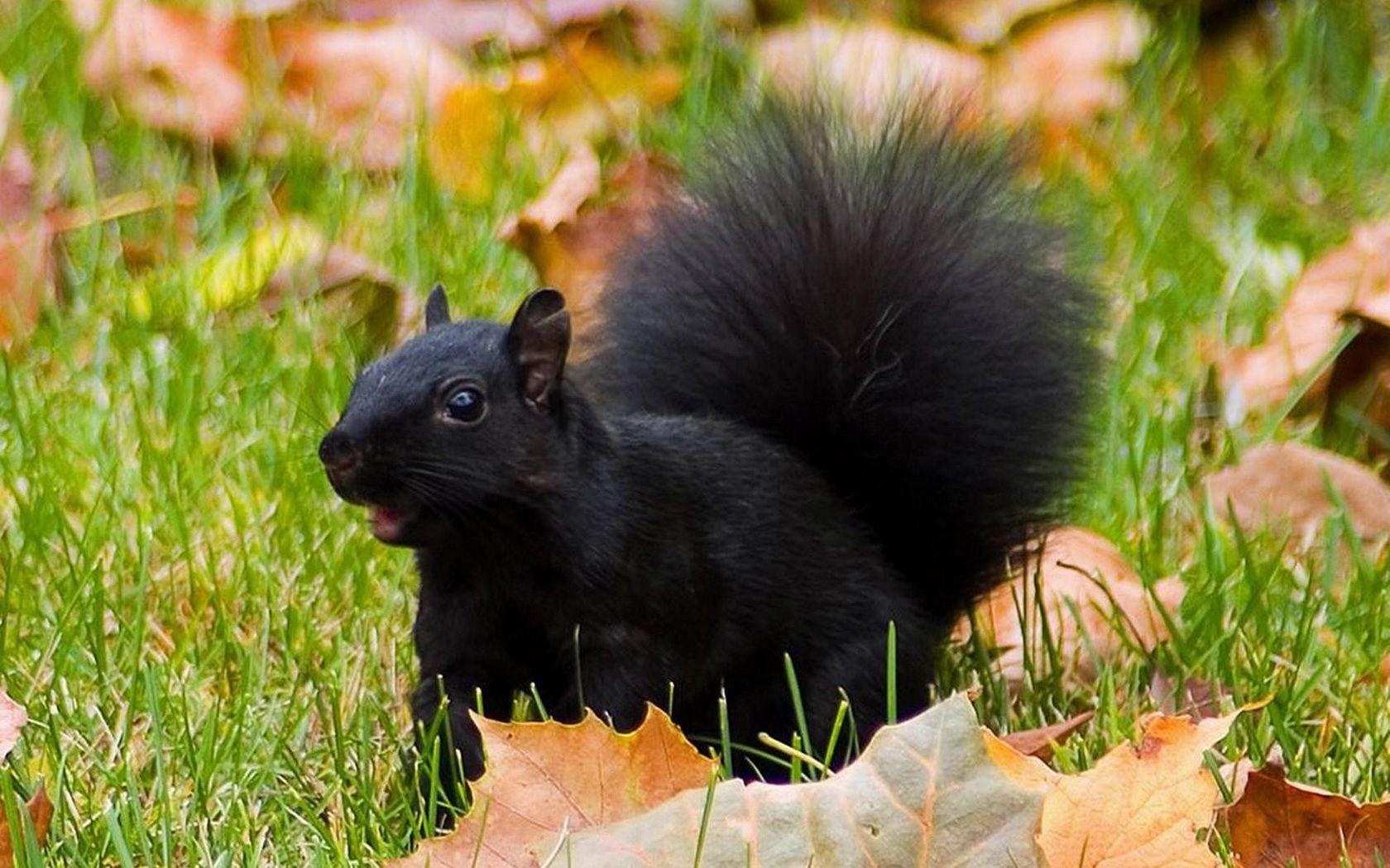 Black Squirrel HD Wallpapers - Top Free Black Squirrel HD Backgrounds ...