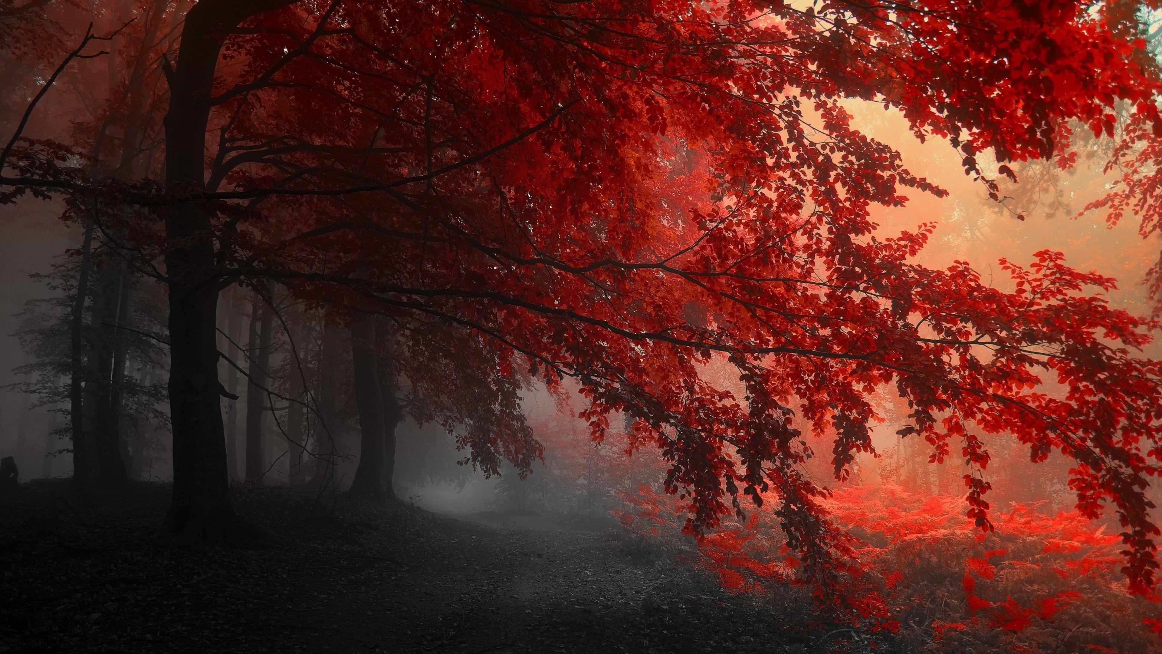 Red Forest 4K Wallpapers - Top Free Red Forest 4K Backgrounds ...