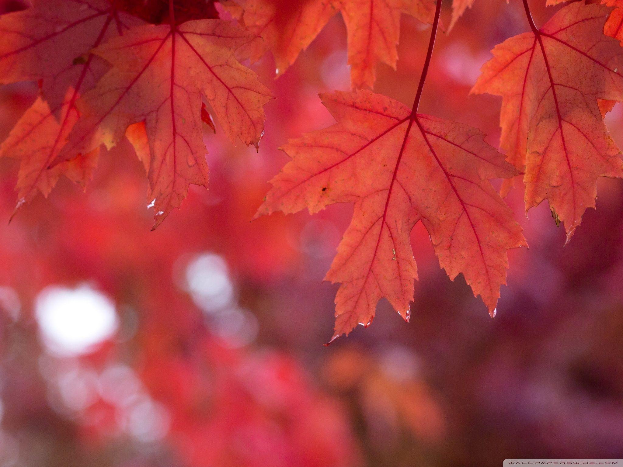 Red Fall Wallpapers - Top Free Red Fall Backgrounds - WallpaperAccess