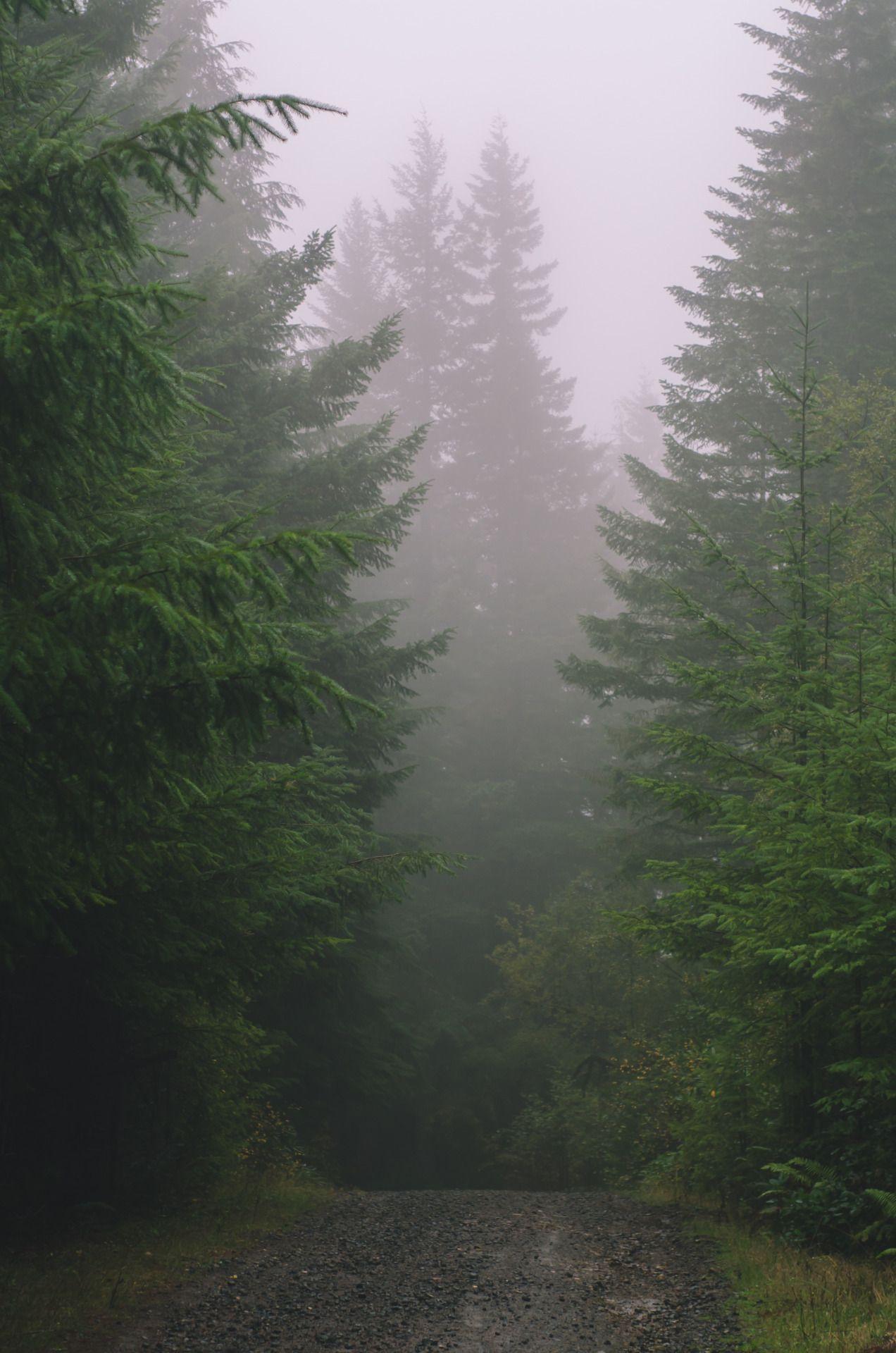 Cozy Forest Wallpapers - Top Free Cozy Forest Backgrounds - WallpaperAccess