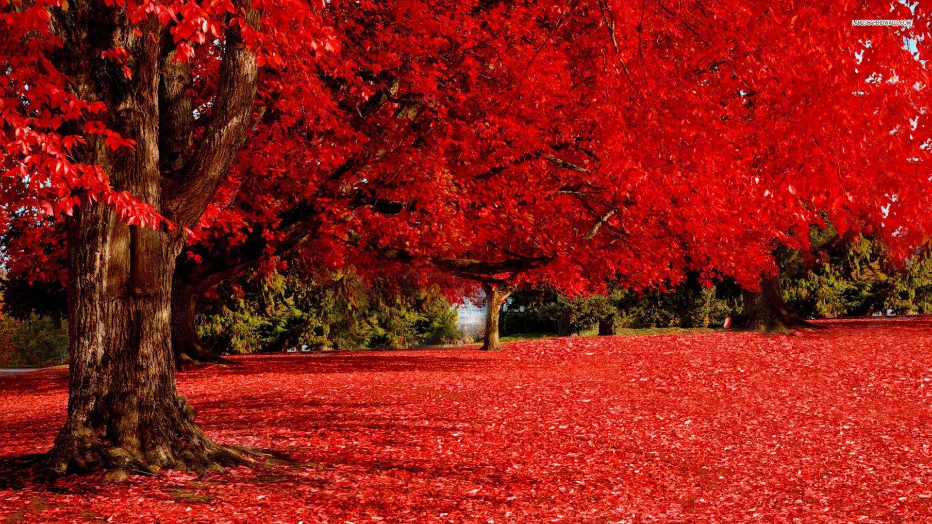 Red Fall Wallpapers - Top Free Red Fall Backgrounds - WallpaperAccess