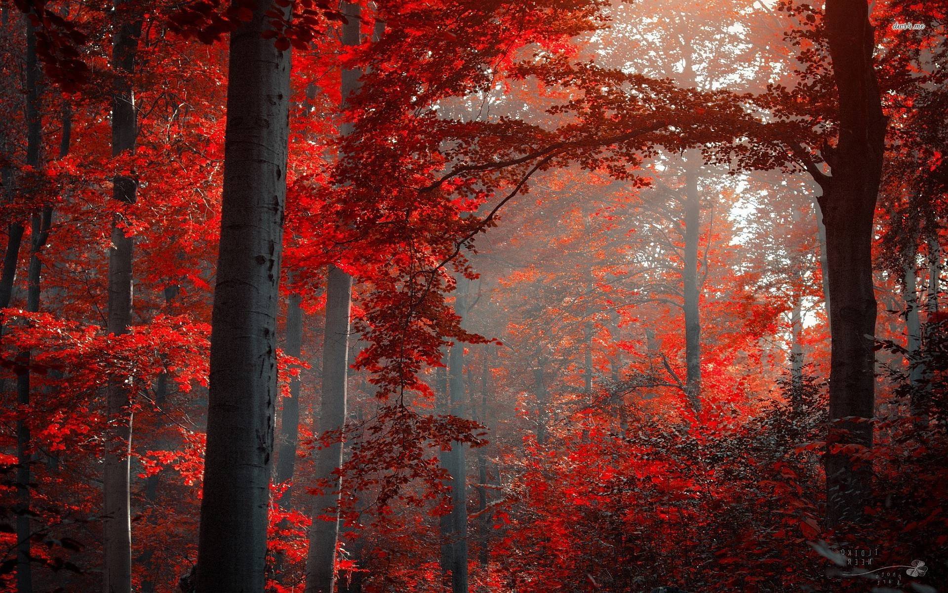 Red Forest 4K Wallpapers - Top Free Red Forest 4K Backgrounds ...