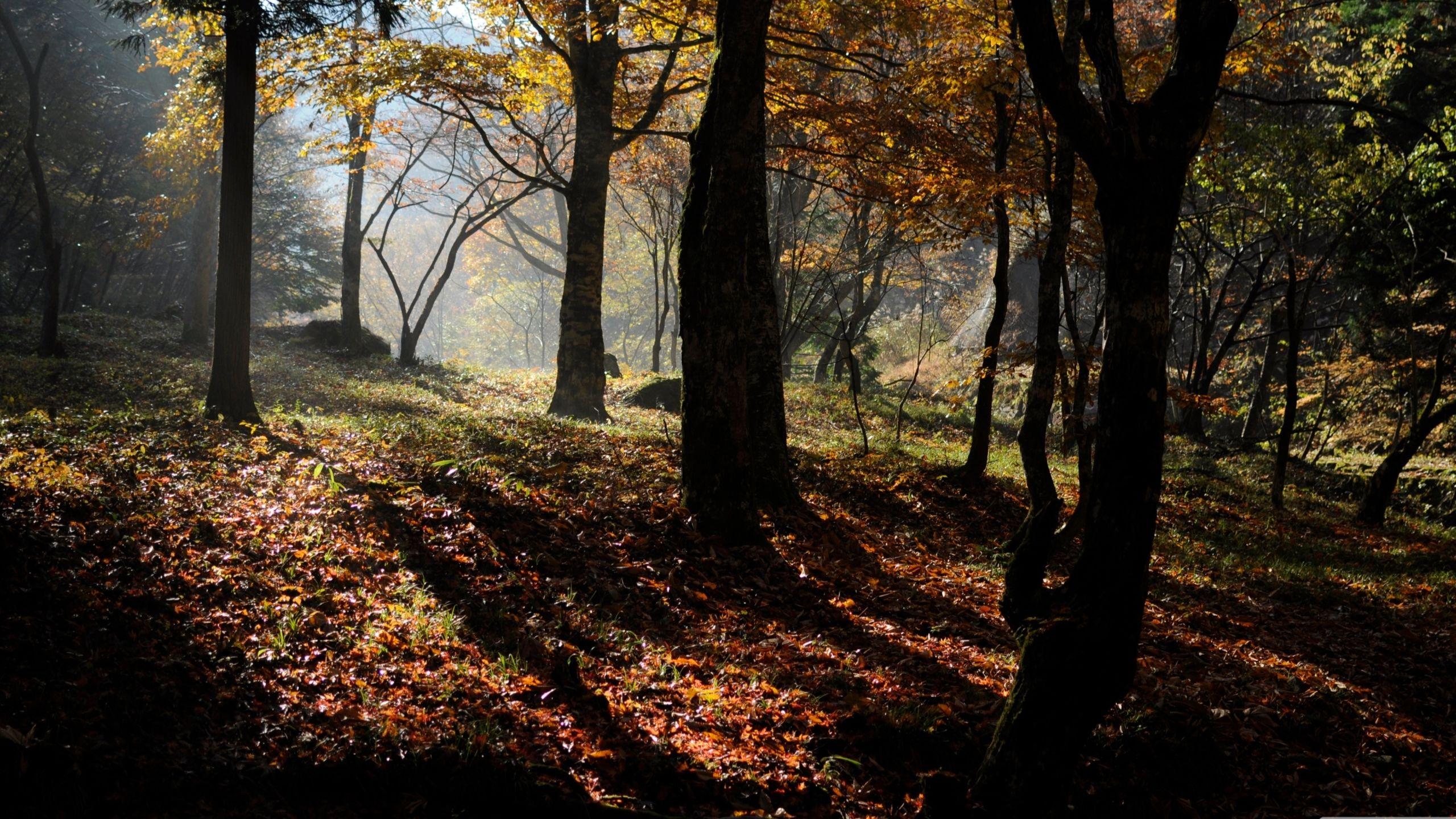 Maple Forest Wallpapers - Top Free Maple Forest Backgrounds ...