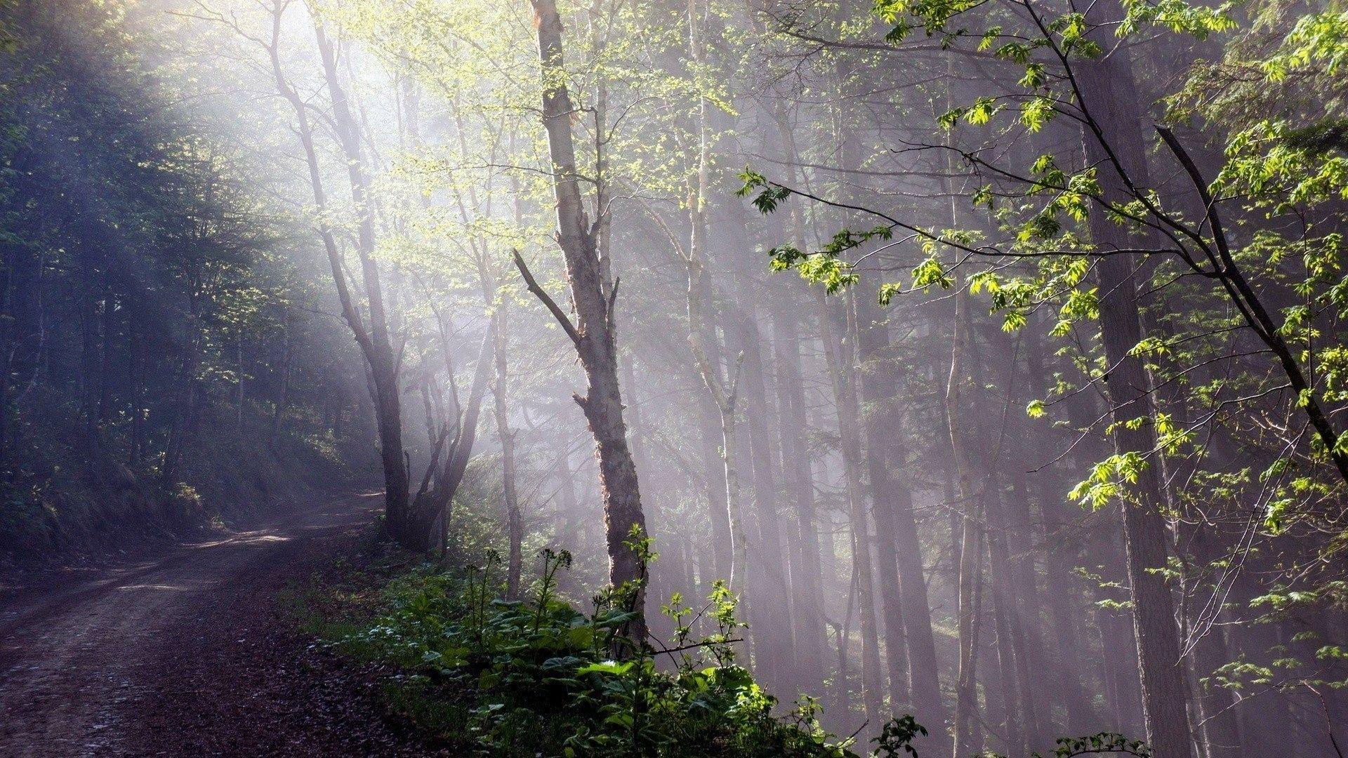 Cozy Forest Wallpapers - Top Free Cozy Forest Backgrounds - WallpaperAccess