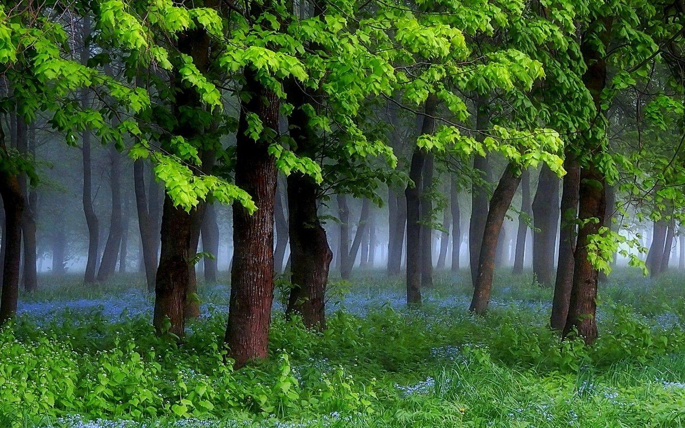 Spring Forest Landscape Wallpapers - Top Free Spring Forest Landscape ...