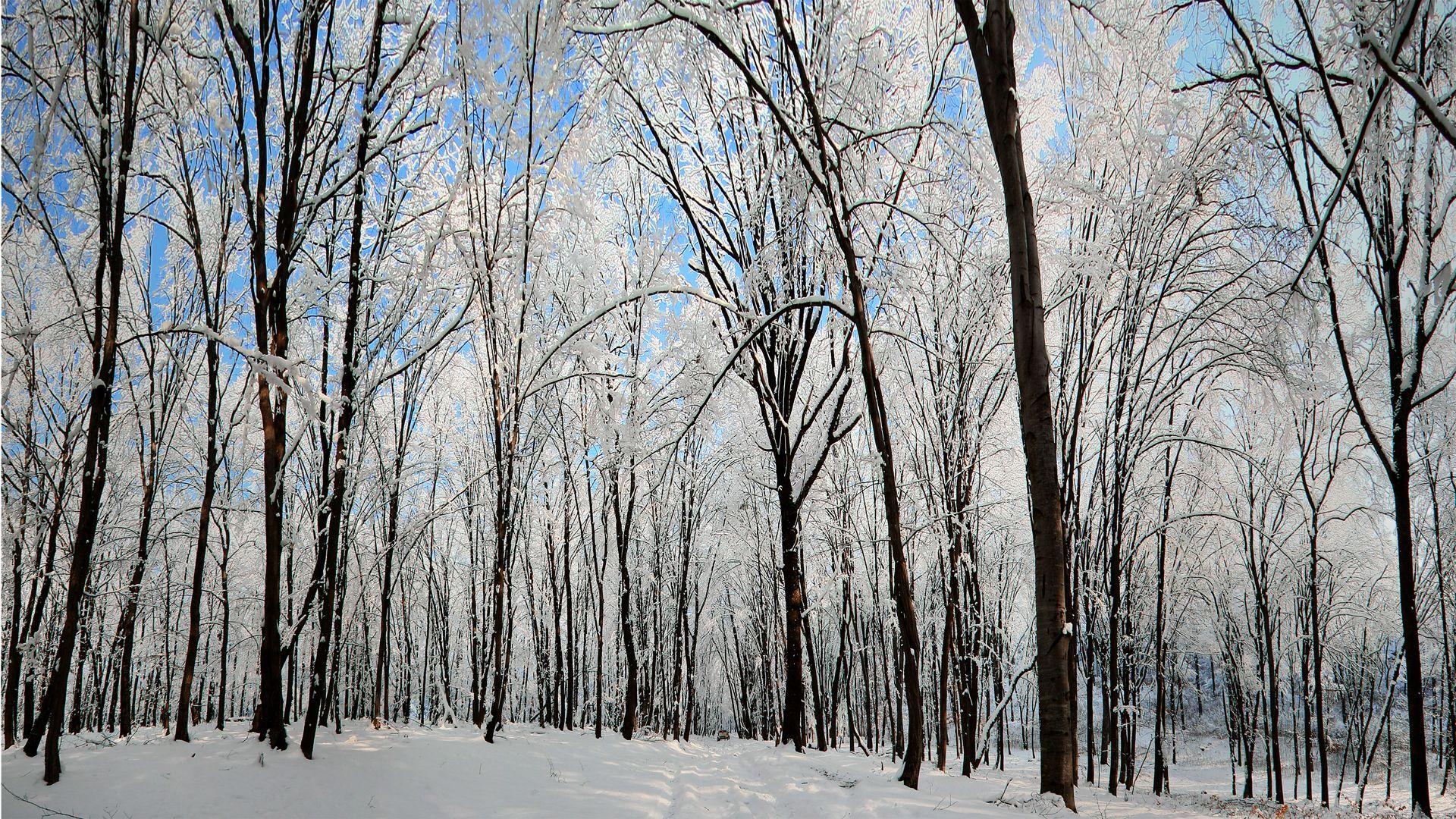 Cozy Forest Wallpapers - Top Free Cozy Forest Backgrounds - WallpaperAccess