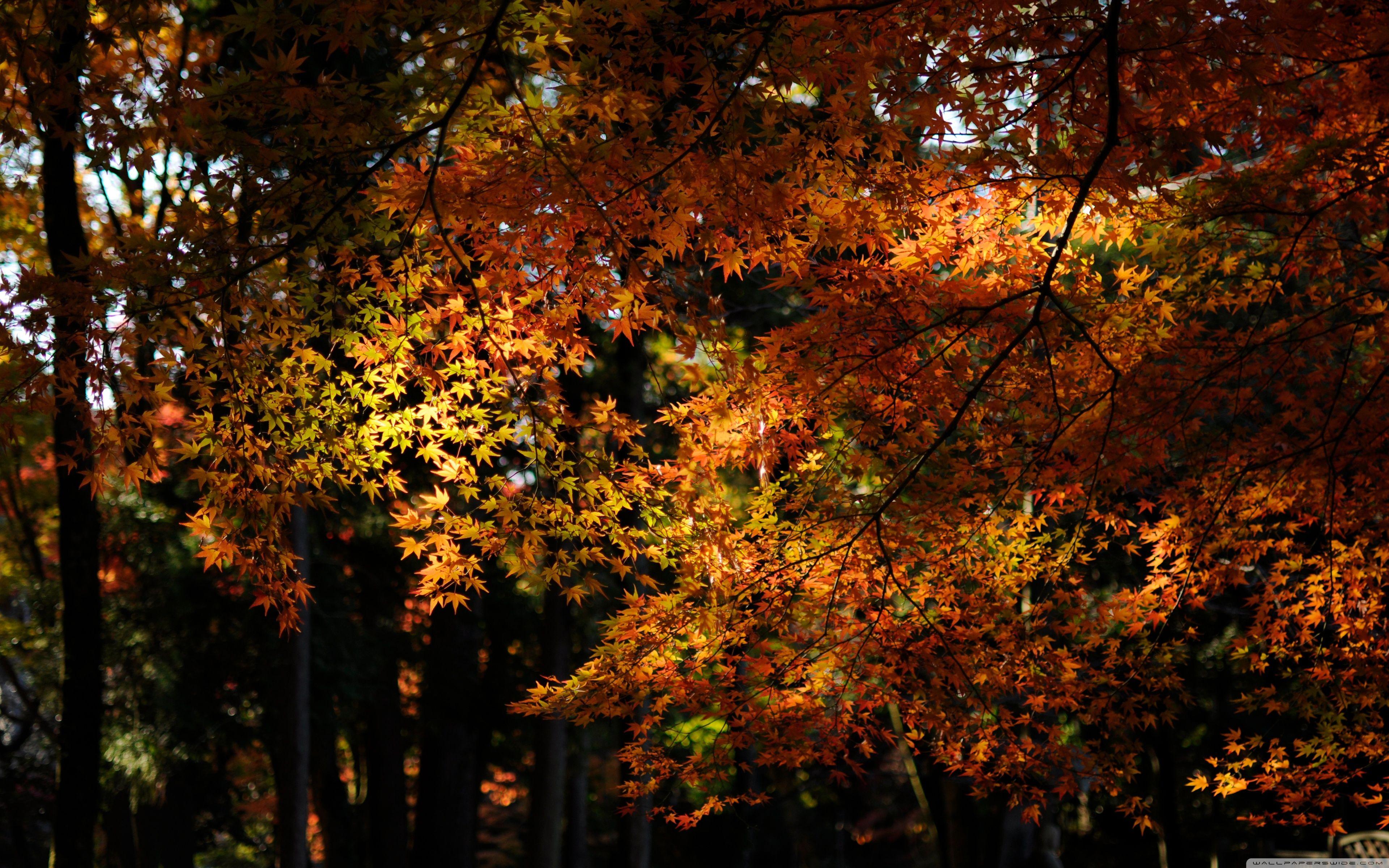 Maple Forest Wallpapers - Top Free Maple Forest Backgrounds ...