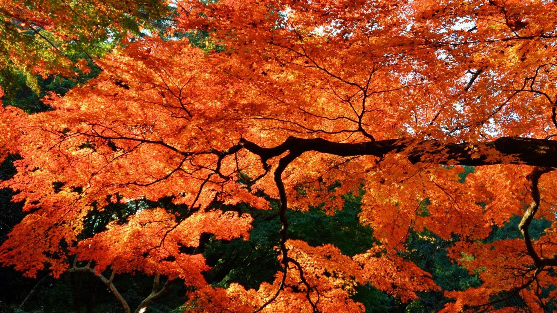 Maple Forest Wallpapers - Top Free Maple Forest Backgrounds ...