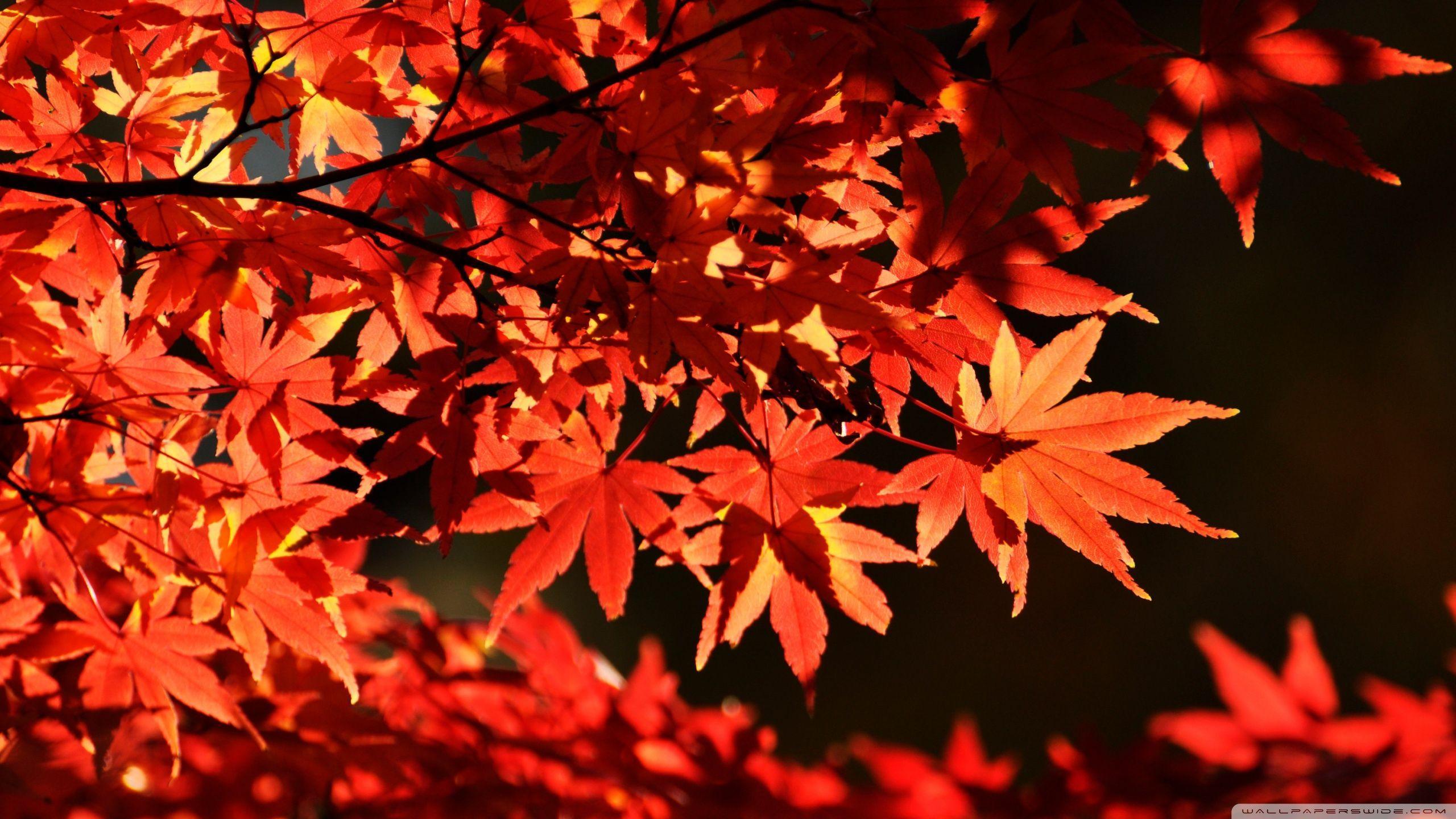 Maple Forest Wallpapers - Top Free Maple Forest Backgrounds ...