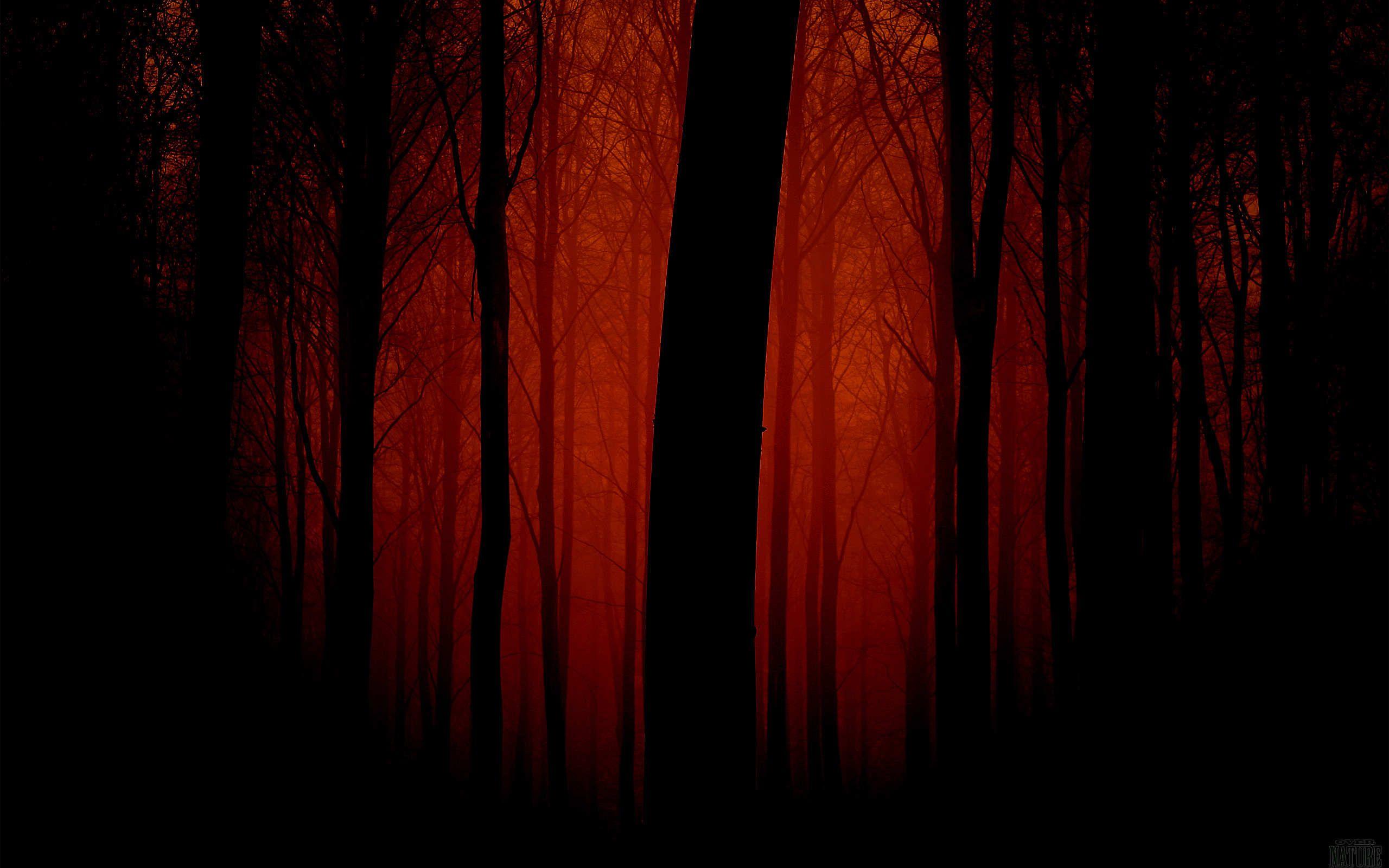Red Forest 4K Wallpapers - Top Free Red Forest 4K Backgrounds ...