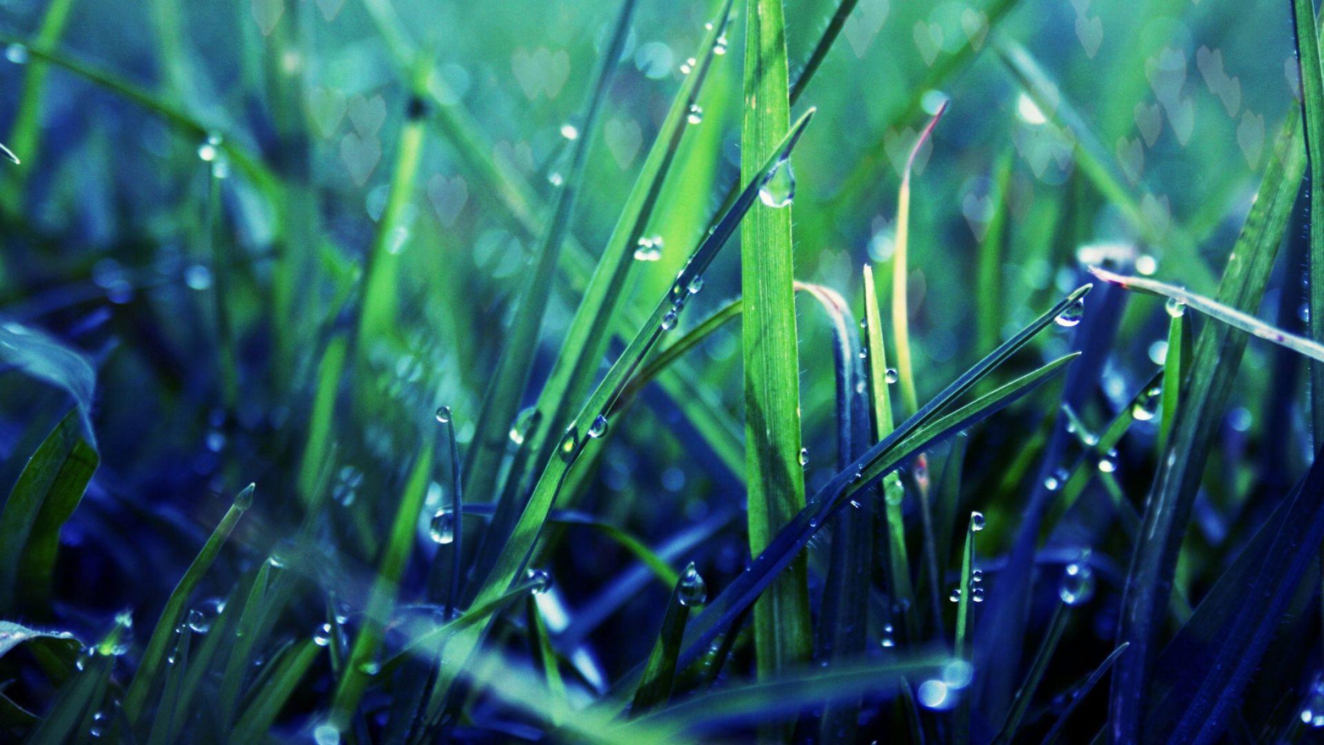 Dew Drop Wallpapers - Top Free Dew Drop Backgrounds - WallpaperAccess