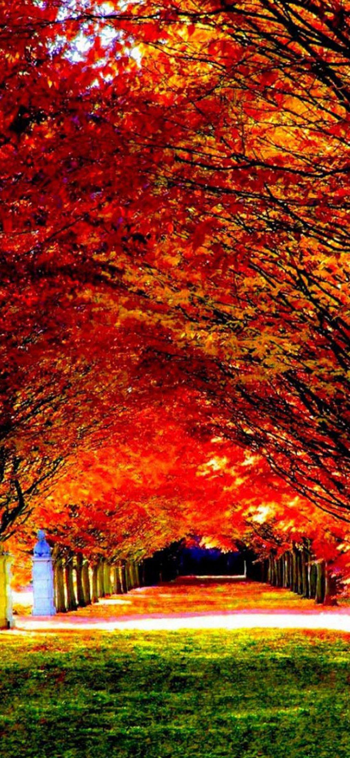 Maple Forest Wallpapers - Top Free Maple Forest Backgrounds ...