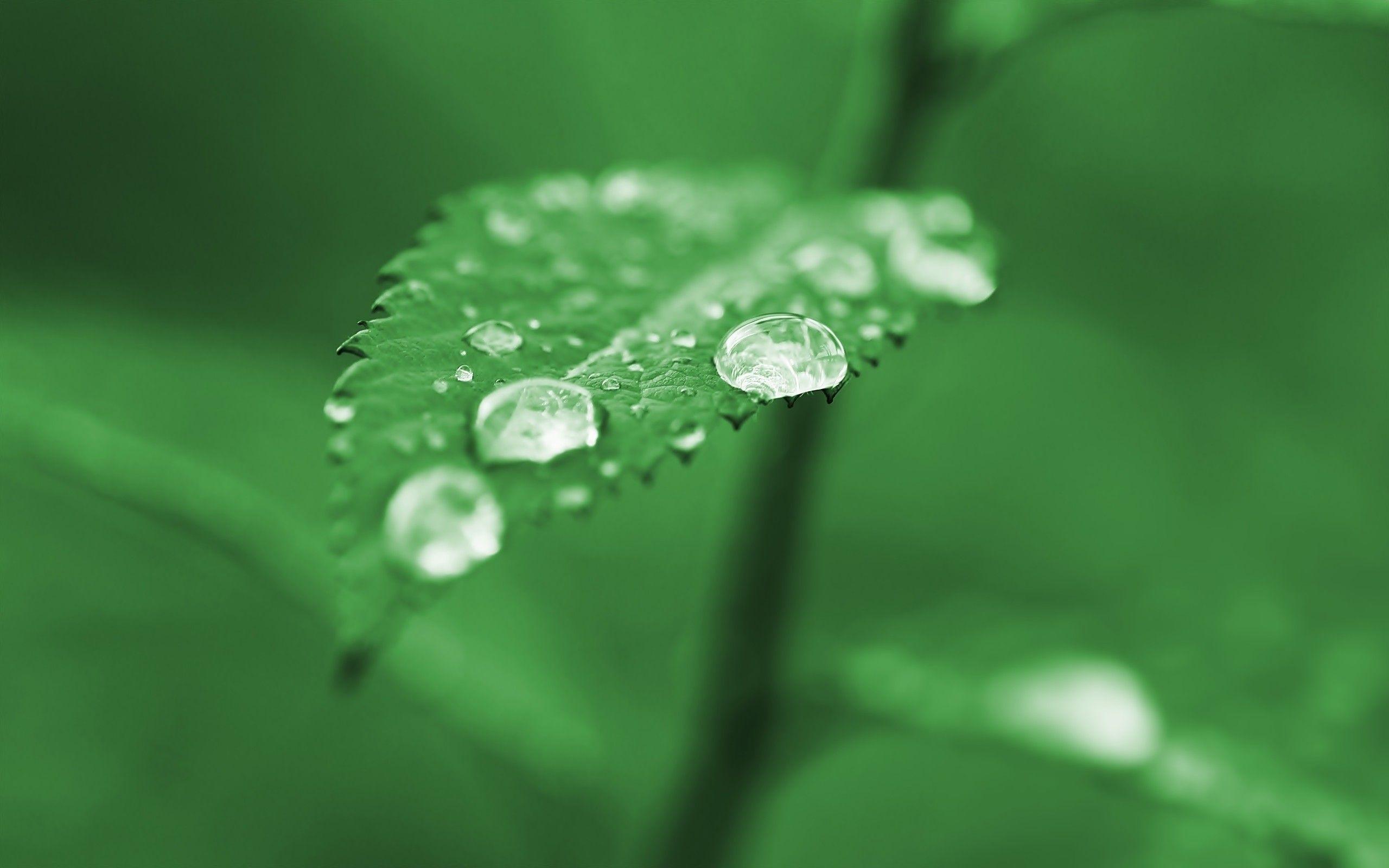Dew Drop Wallpapers - Top Free Dew Drop Backgrounds - WallpaperAccess