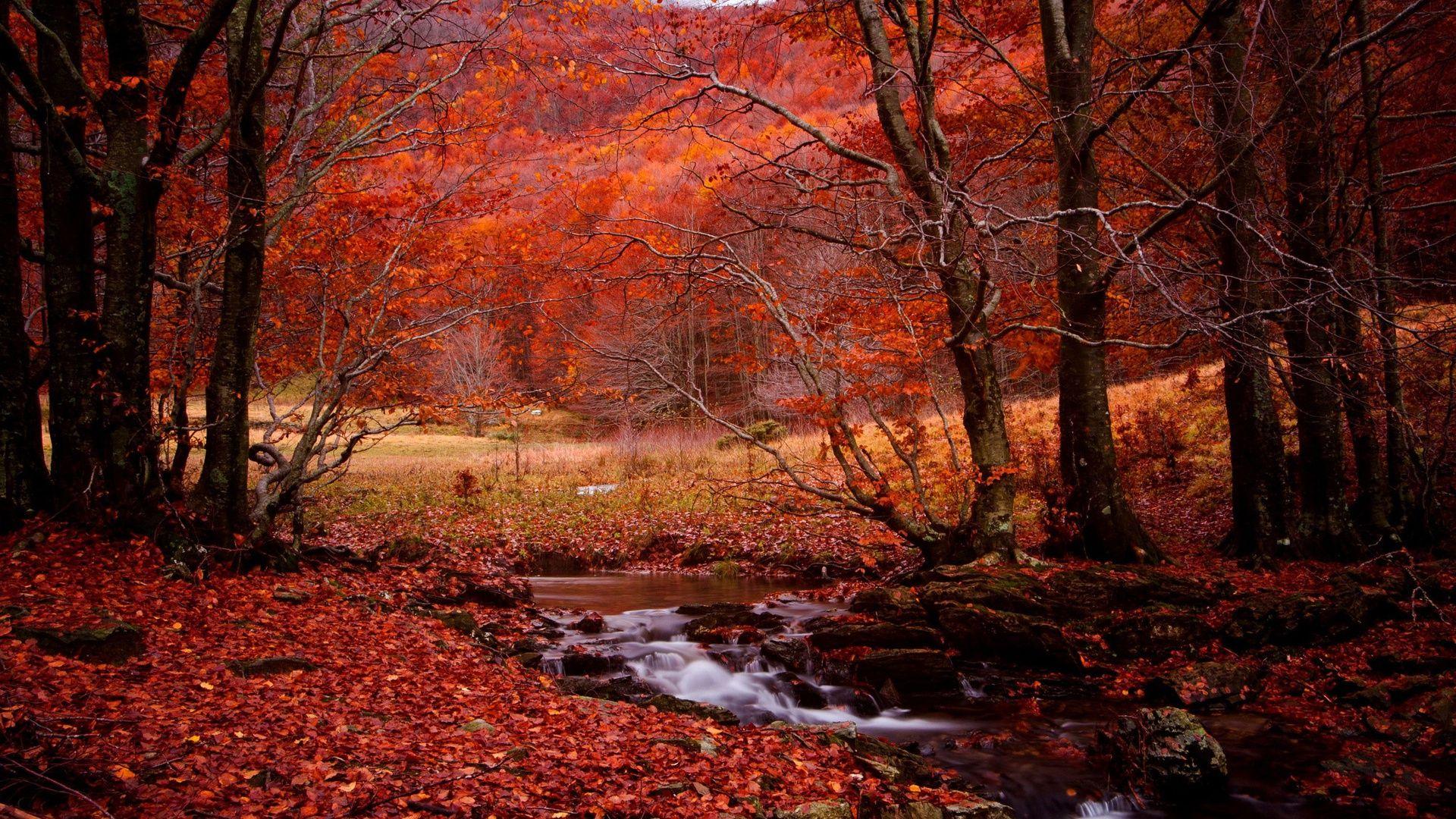 Red Forest 4K Wallpapers - Top Free Red Forest 4K Backgrounds ...