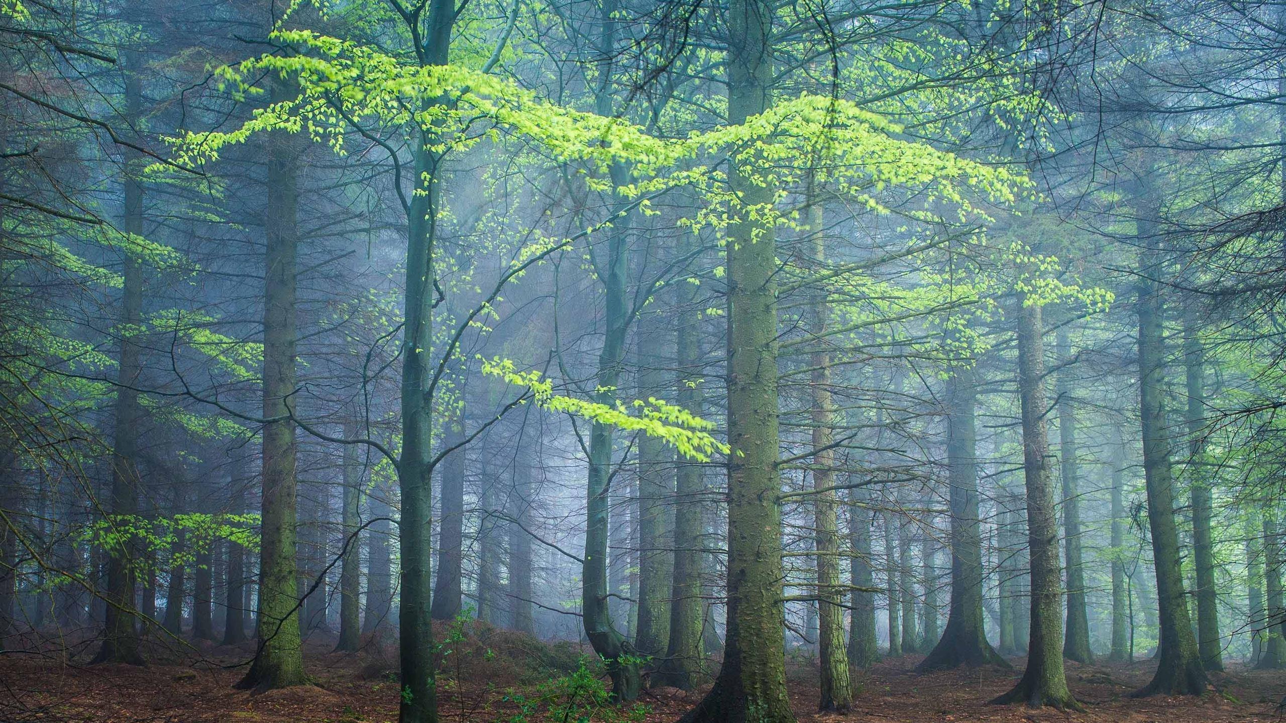 Spring Forest Landscape Wallpapers - Top Free Spring Forest Landscape ...