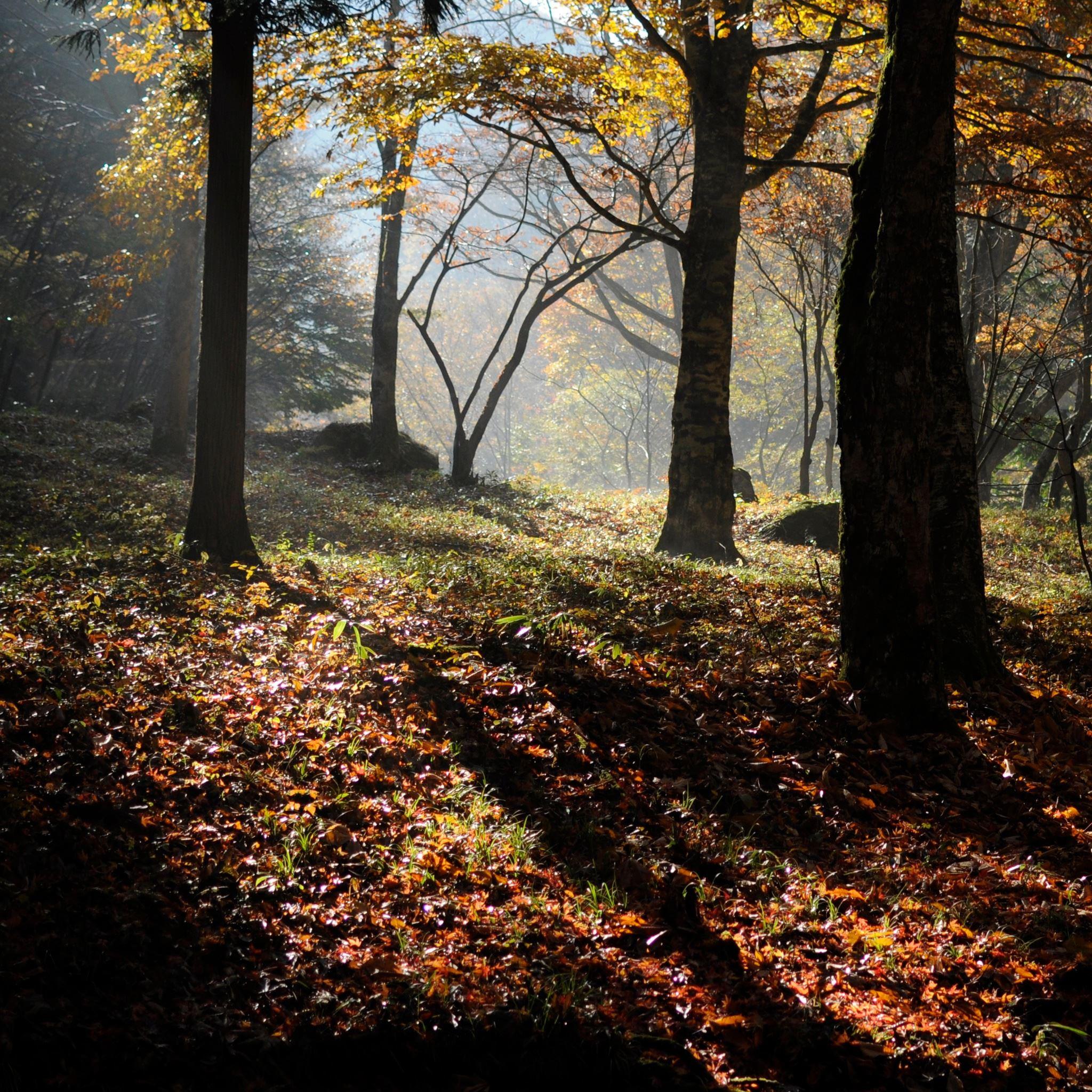 Maple Forest Wallpapers - Top Free Maple Forest Backgrounds ...