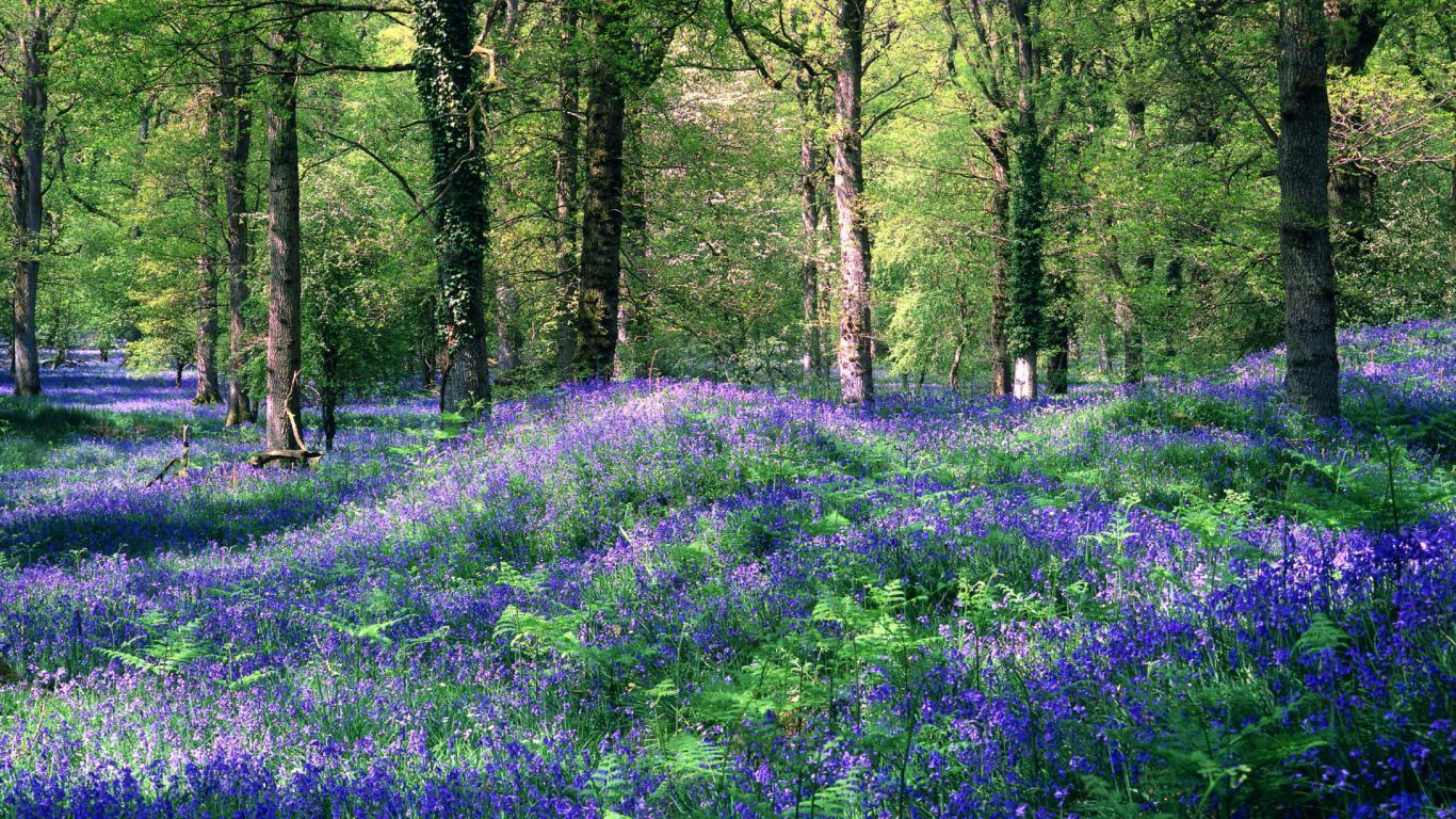 Spring Forest Landscape Wallpapers - Top Free Spring Forest Landscape ...
