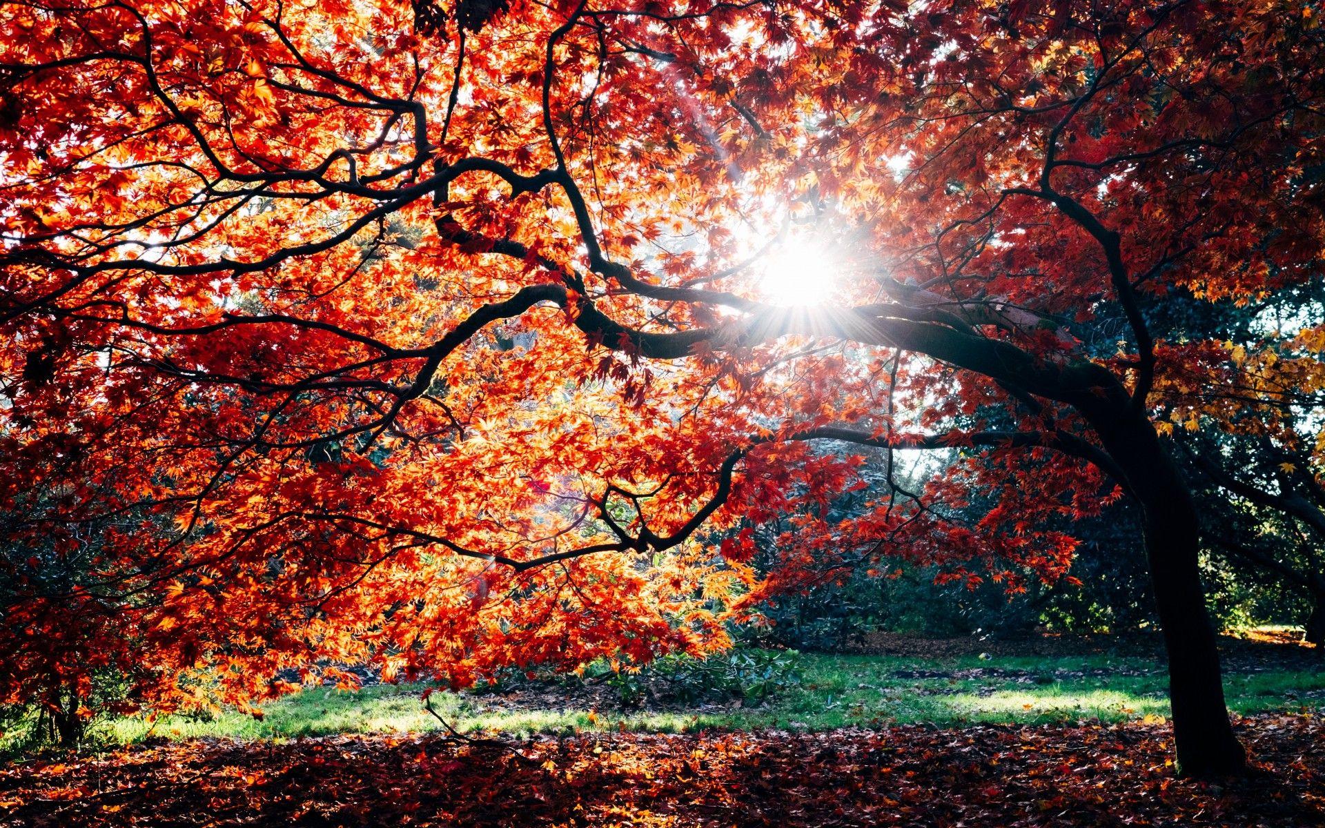Maple Forest Wallpapers - Top Free Maple Forest Backgrounds ...