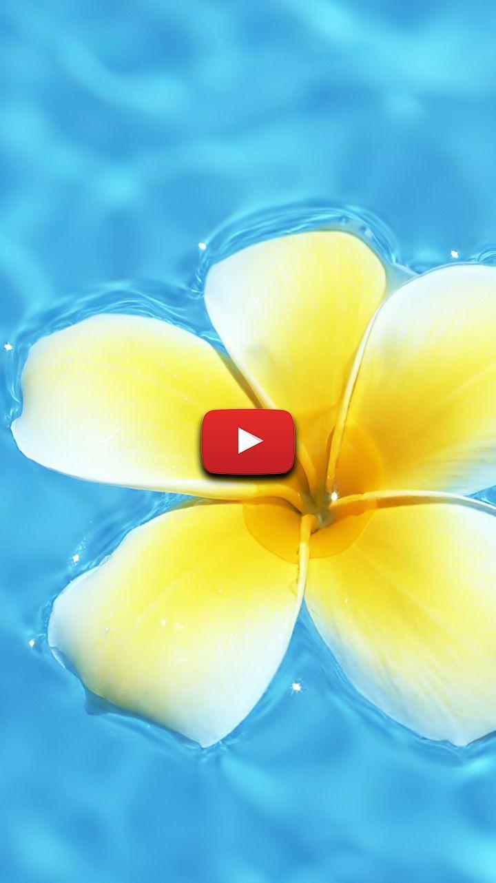 Floating Flowers Wallpapers - Top Free Floating Flowers Backgrounds ...