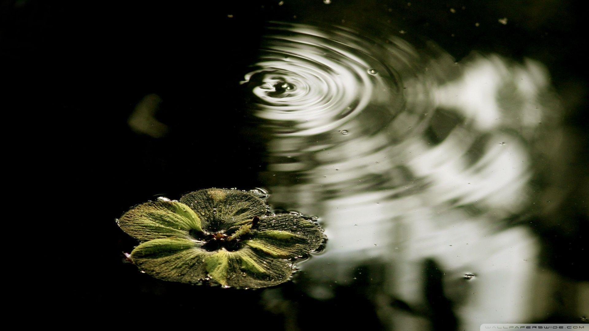 Floating Flowers Wallpapers - Top Free Floating Flowers Backgrounds ...