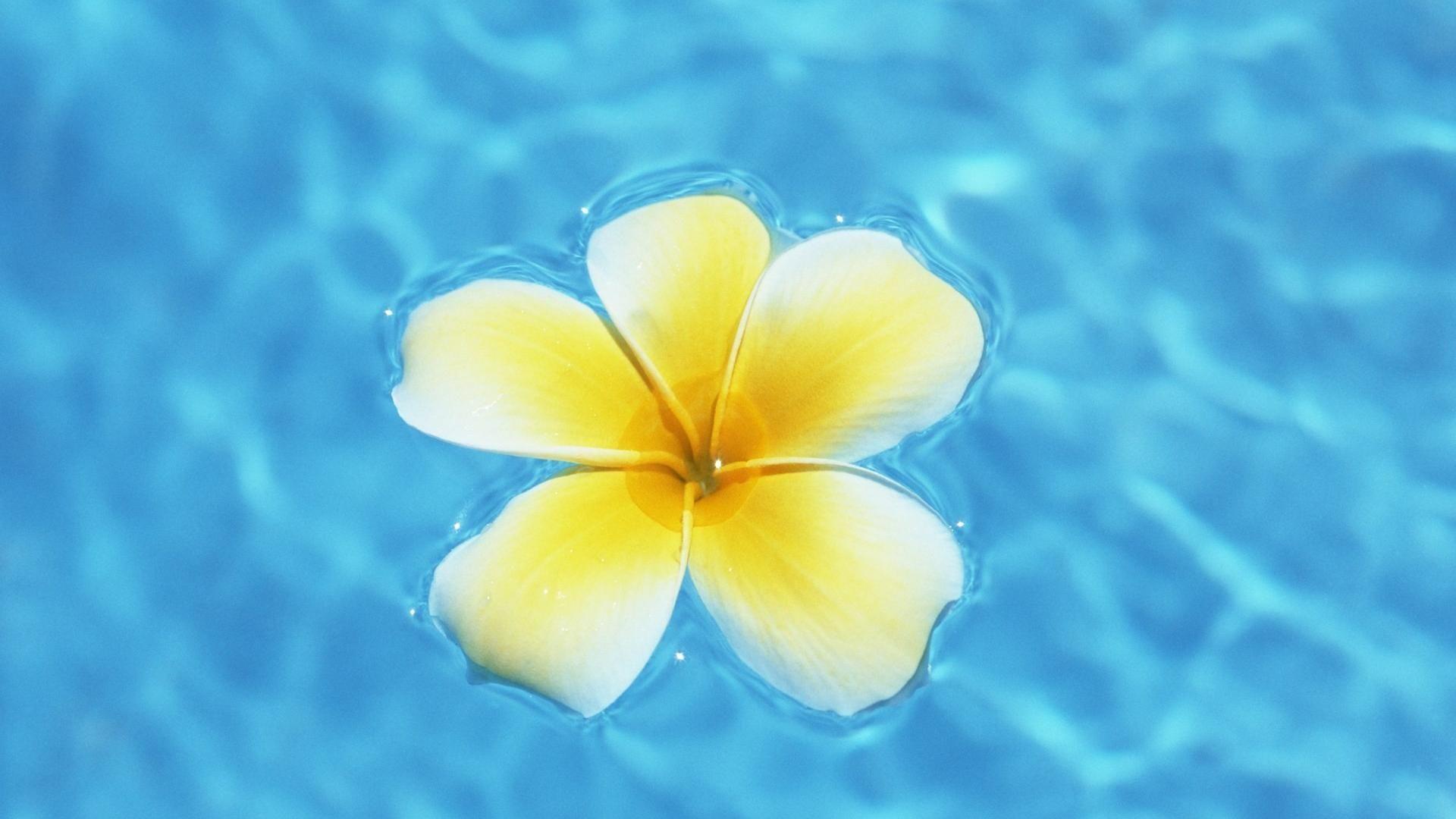 Floating Flowers Wallpapers - Top Free Floating Flowers Backgrounds ...