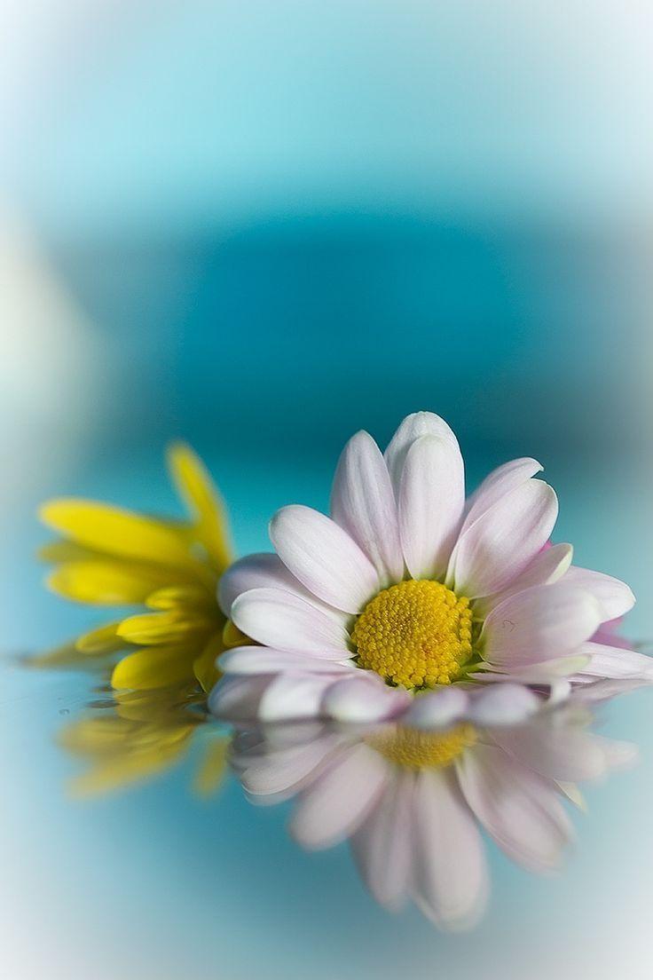 Floating Flowers Wallpapers - Top Free Floating Flowers Backgrounds ...