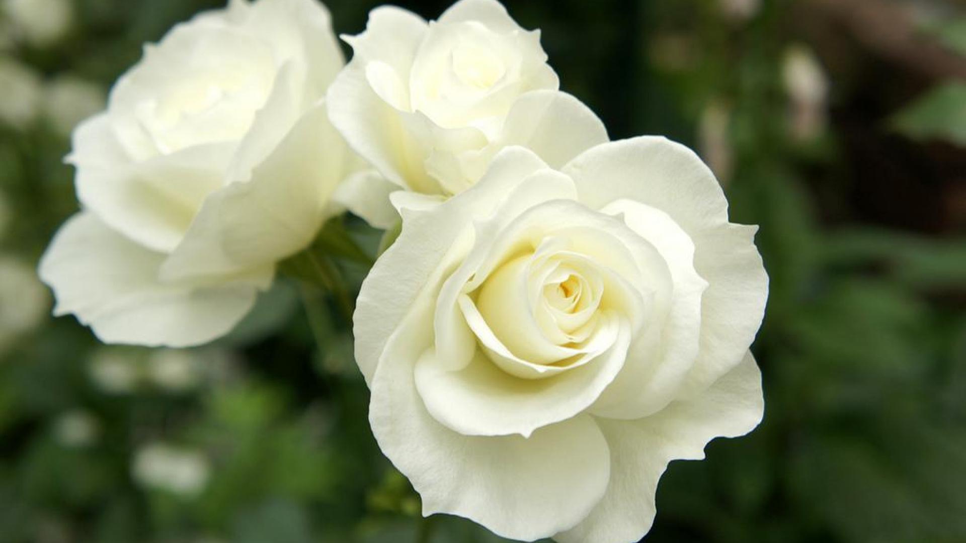 White Rose Flower Wallpapers - Top Free White Rose Flower Backgrounds ...
