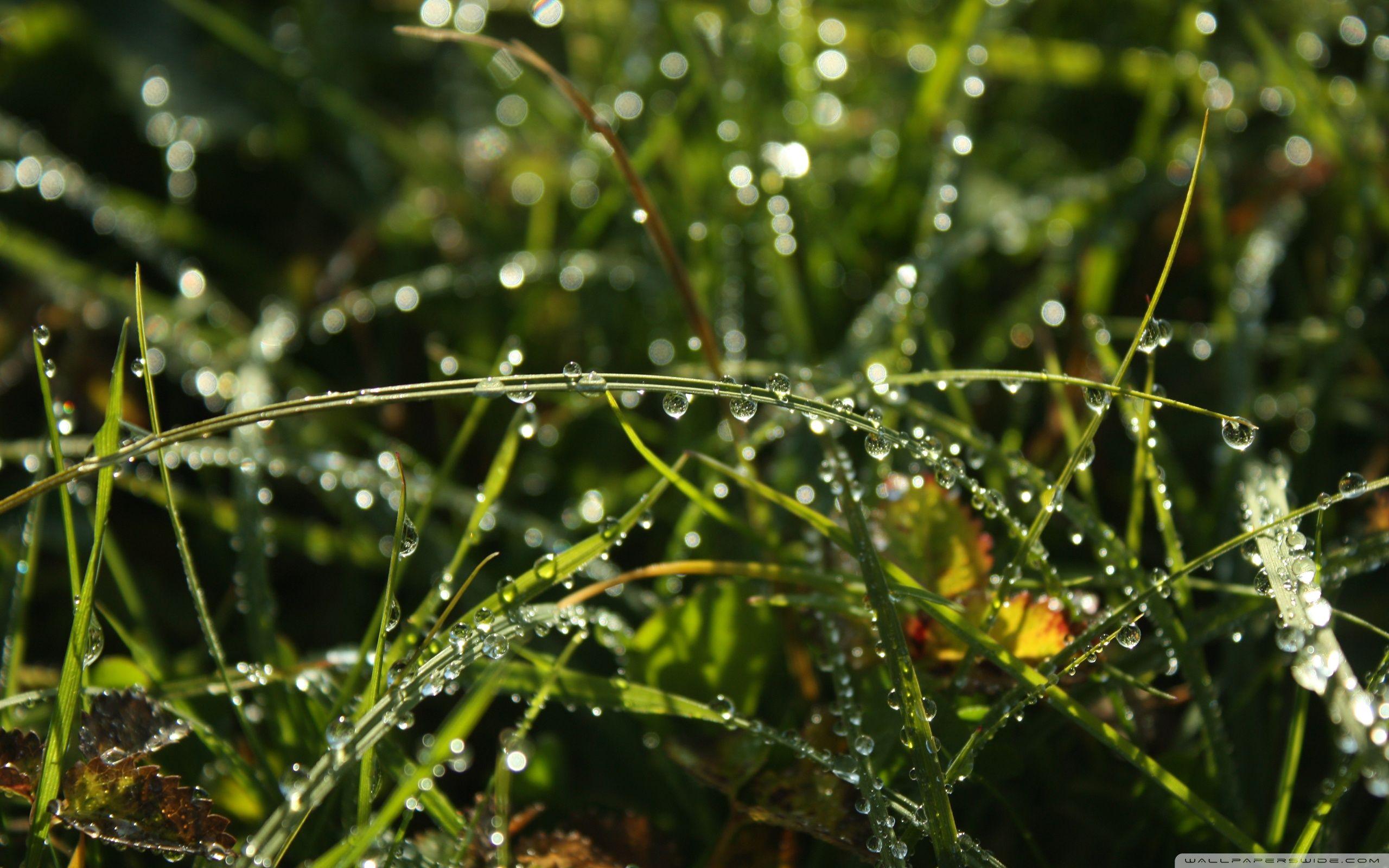 Dew Drop Wallpapers - Top Free Dew Drop Backgrounds - WallpaperAccess