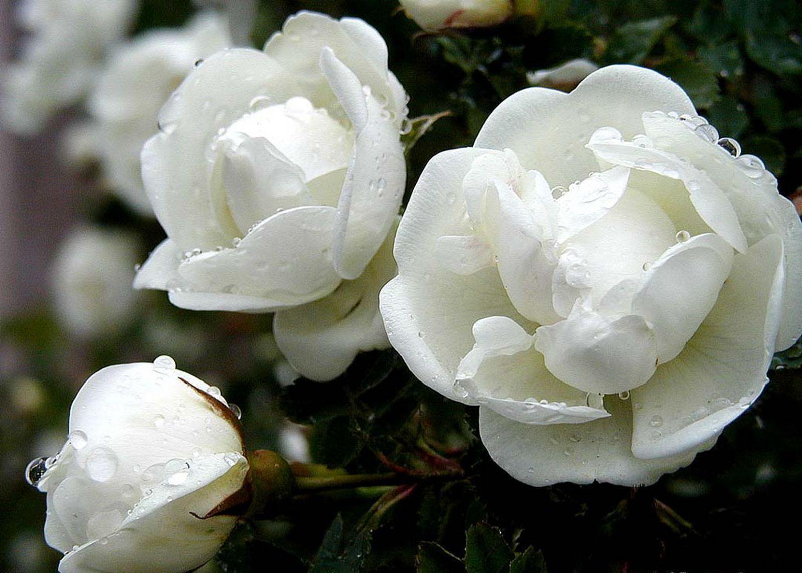 White Rose Flower Wallpapers - Top Free White Rose Flower Backgrounds ...