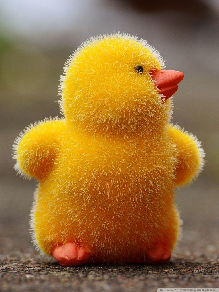 Baby Chick Wallpapers - Top Free Baby Chick Backgrounds - WallpaperAccess