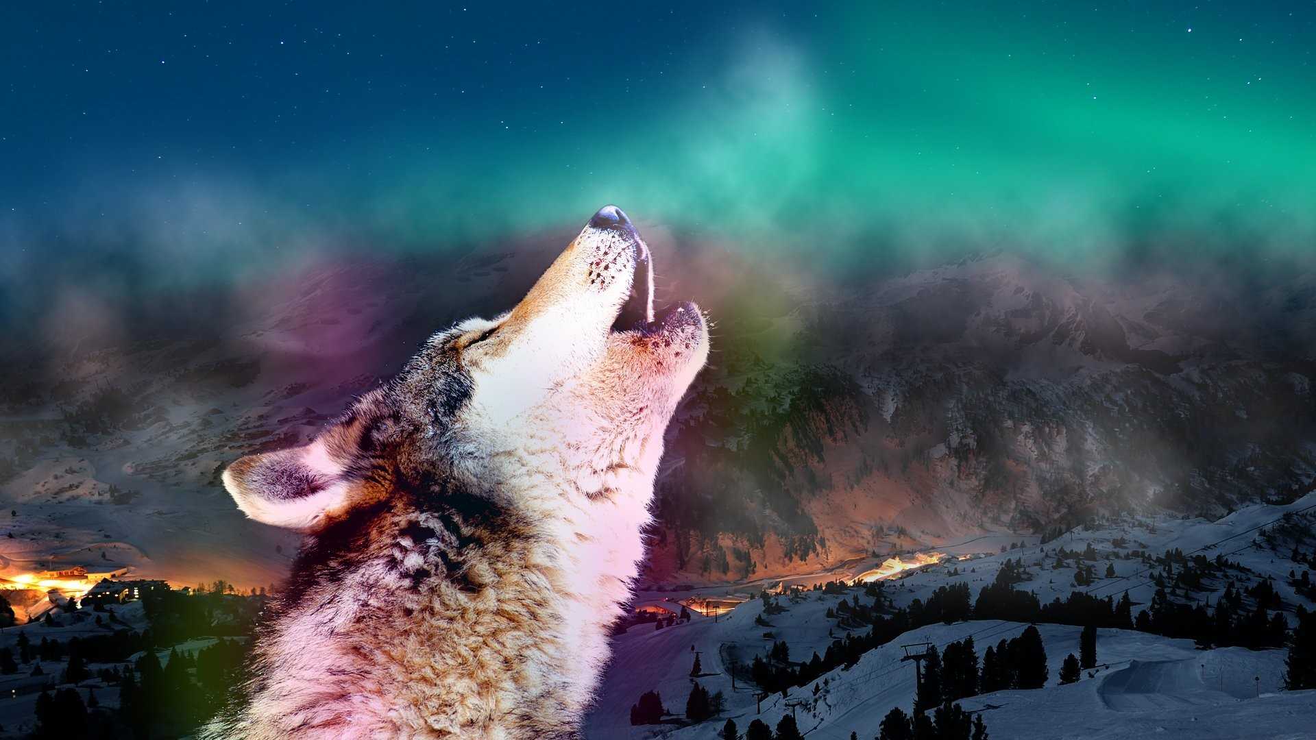 Nature Wolf Wallpapers - Top Free Nature Wolf Backgrounds - WallpaperAccess