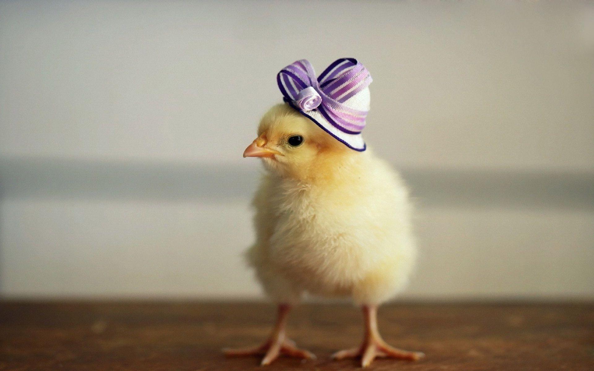 Funny Chicken Wallpapers - Top Free Funny Chicken Backgrounds ...