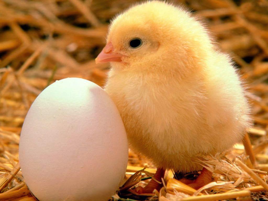 Baby Chick Wallpapers - Top Free Baby Chick Backgrounds - WallpaperAccess