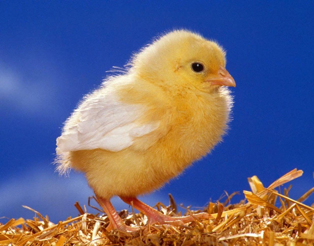Baby Chick Wallpapers - Top Free Baby Chick Backgrounds - WallpaperAccess