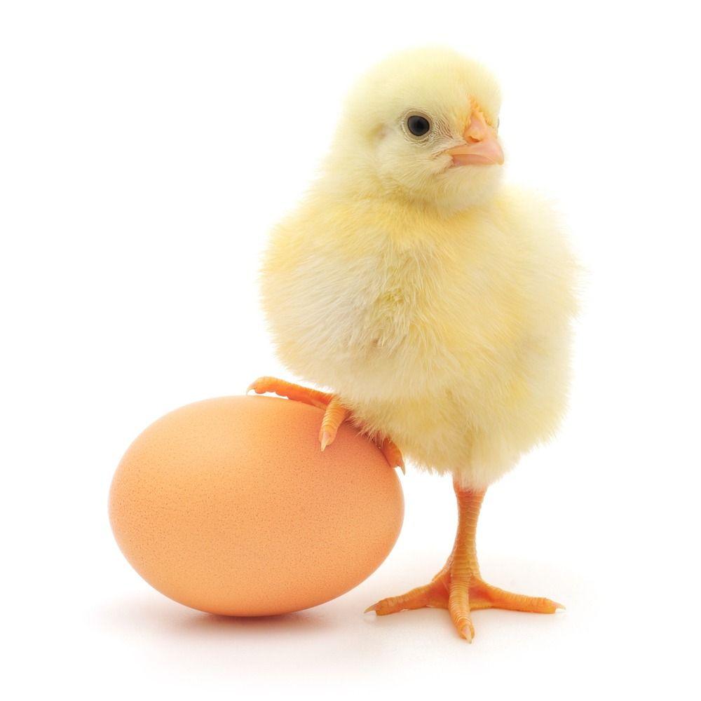 Baby Chick Wallpapers - Top Free Baby Chick Backgrounds - WallpaperAccess