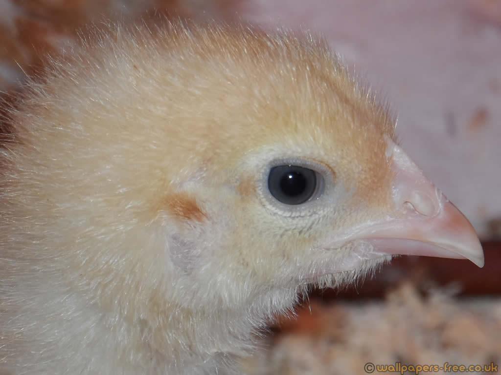 Baby Chick Wallpapers - Top Free Baby Chick Backgrounds - WallpaperAccess