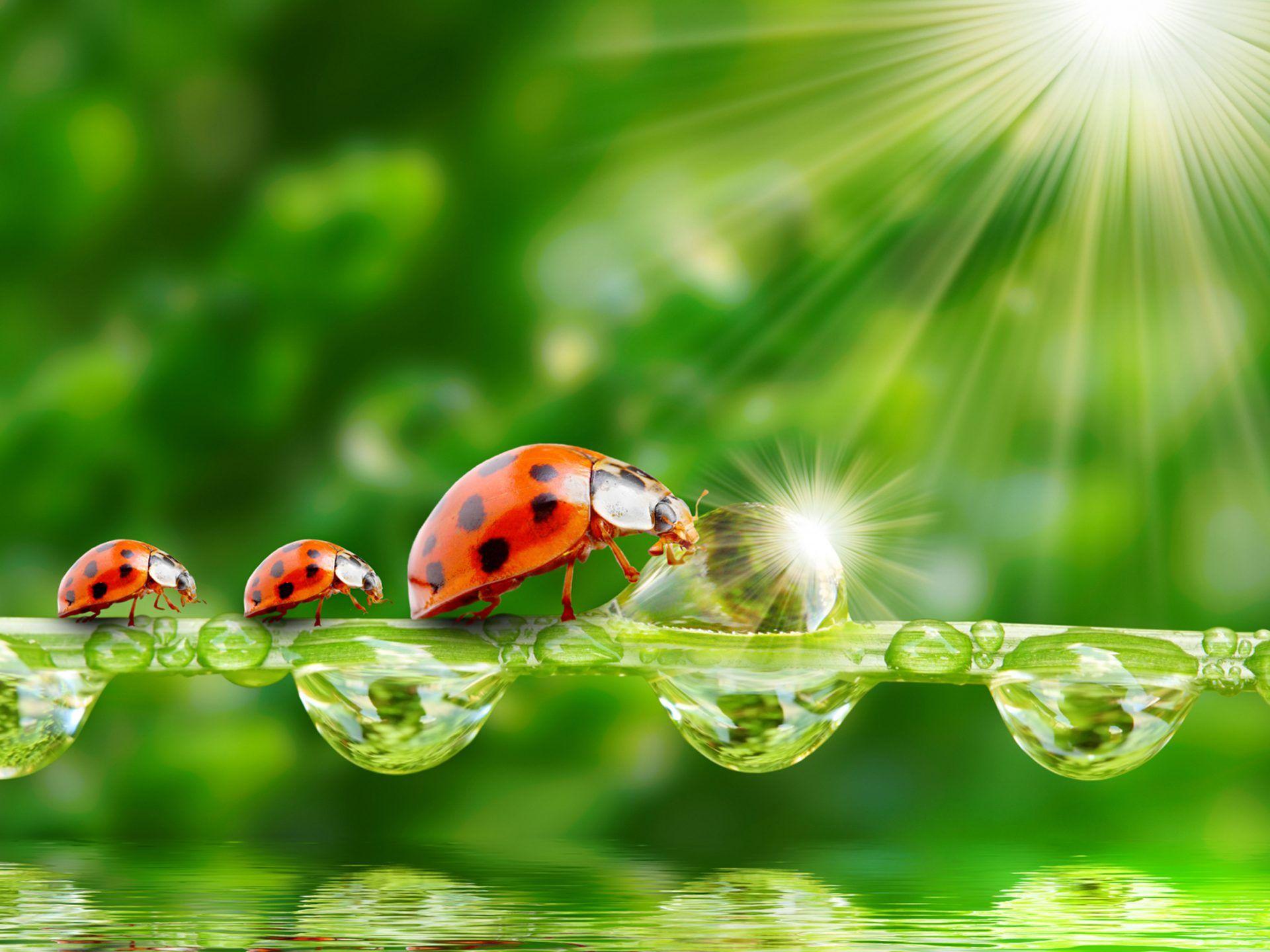 Dew Drop Wallpapers - Top Free Dew Drop Backgrounds - WallpaperAccess