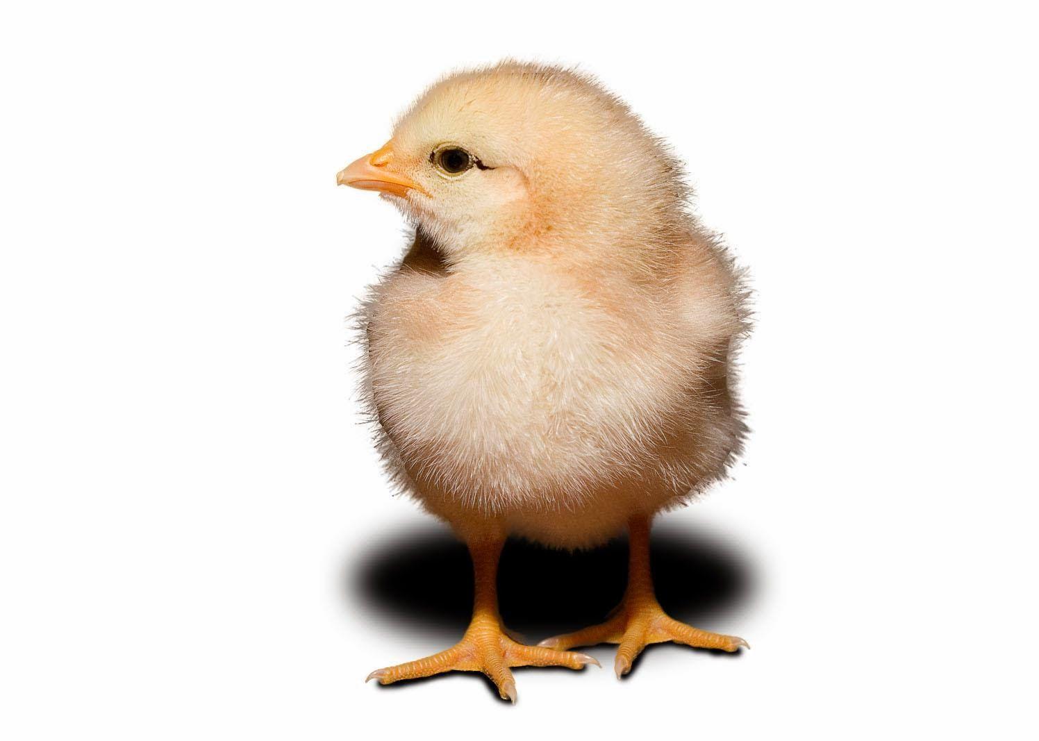 Baby Chick Wallpapers - Top Free Baby Chick Backgrounds - WallpaperAccess